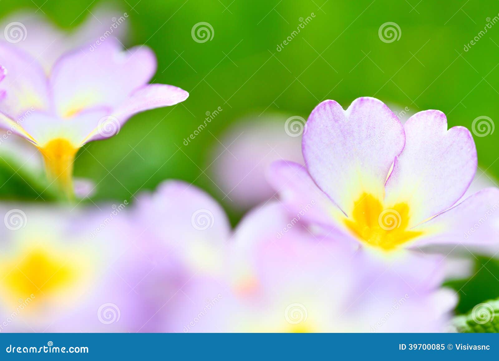 Primrose, Violet Flowers on Green Background Stock Image - Image of ...