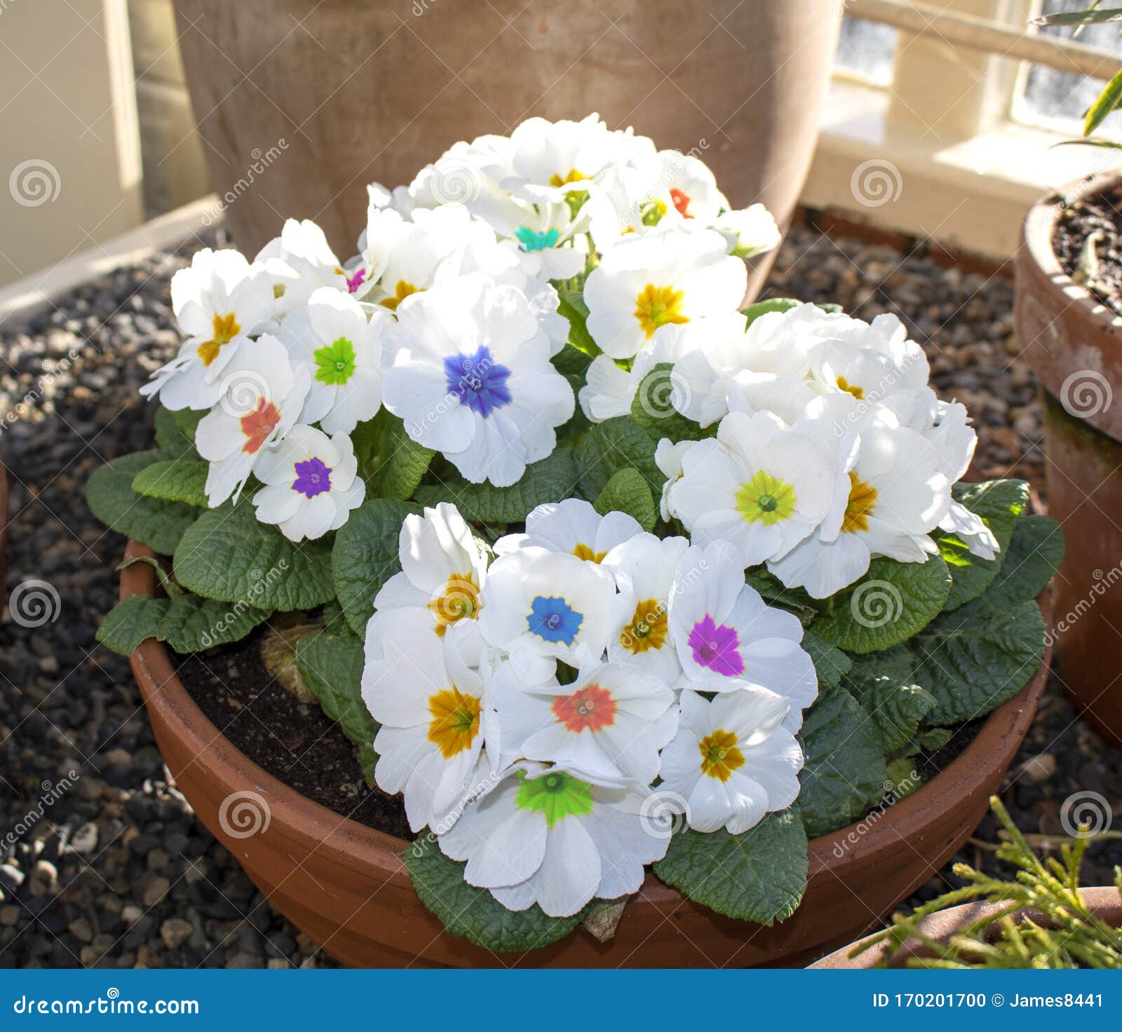 Primrose. stock photo. Image of bloom, bright, blooming - 170201700