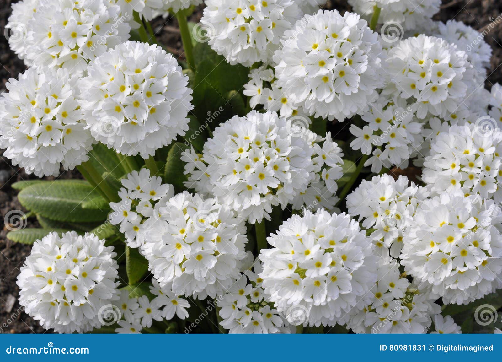 Primrose stock image. Image of botanical, flora, natural - 80981831