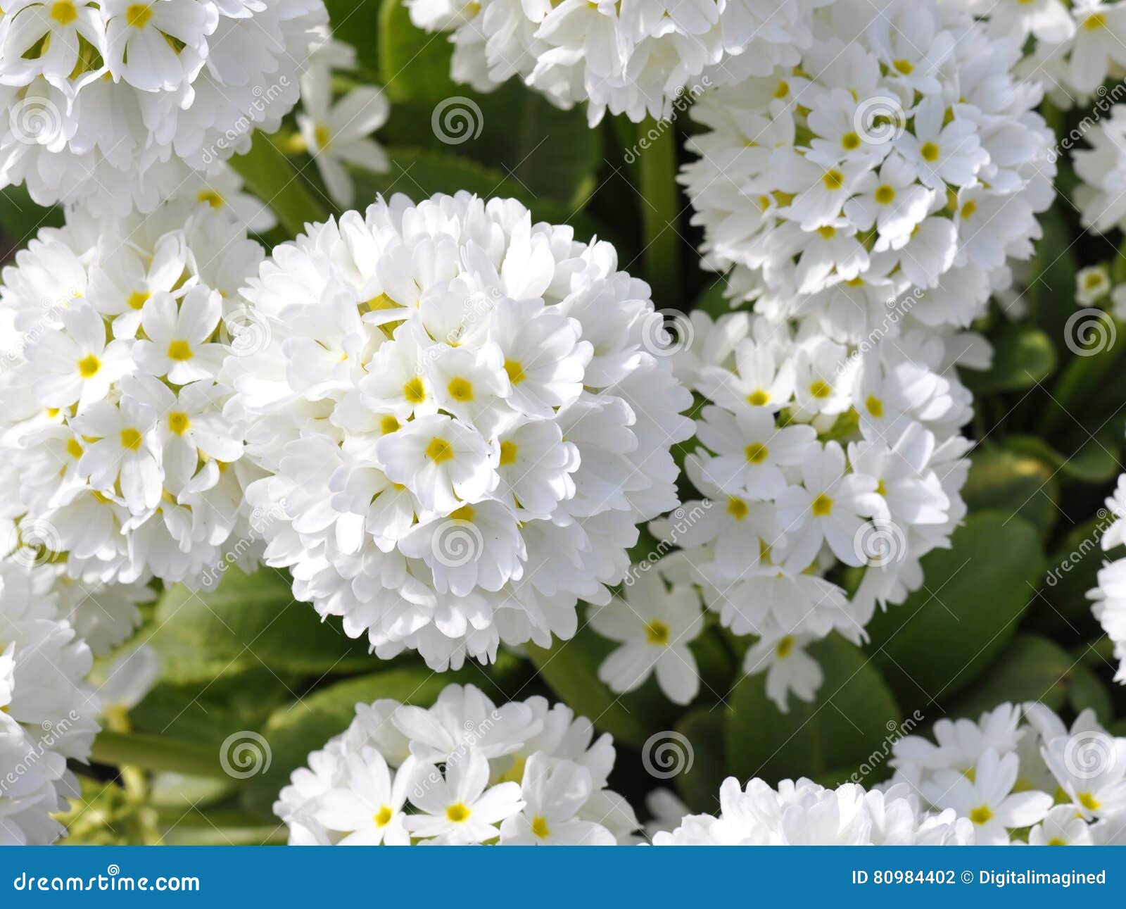 Primrose stock photo. Image of green, botany, white, flora - 80984402