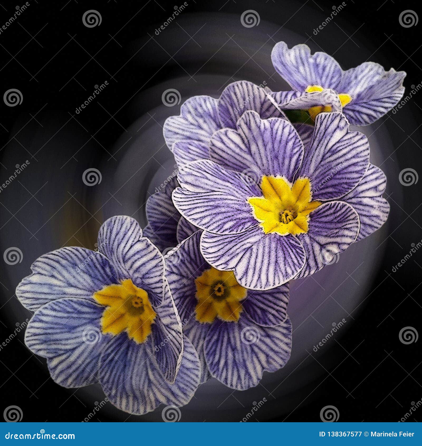 Primrose White Violet Flowers Stock Image - Image of white, blur: 138367577