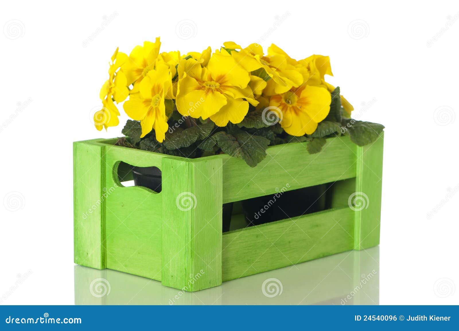Primrose in wooden box stock photo. Image of plant, blossom - 24540096