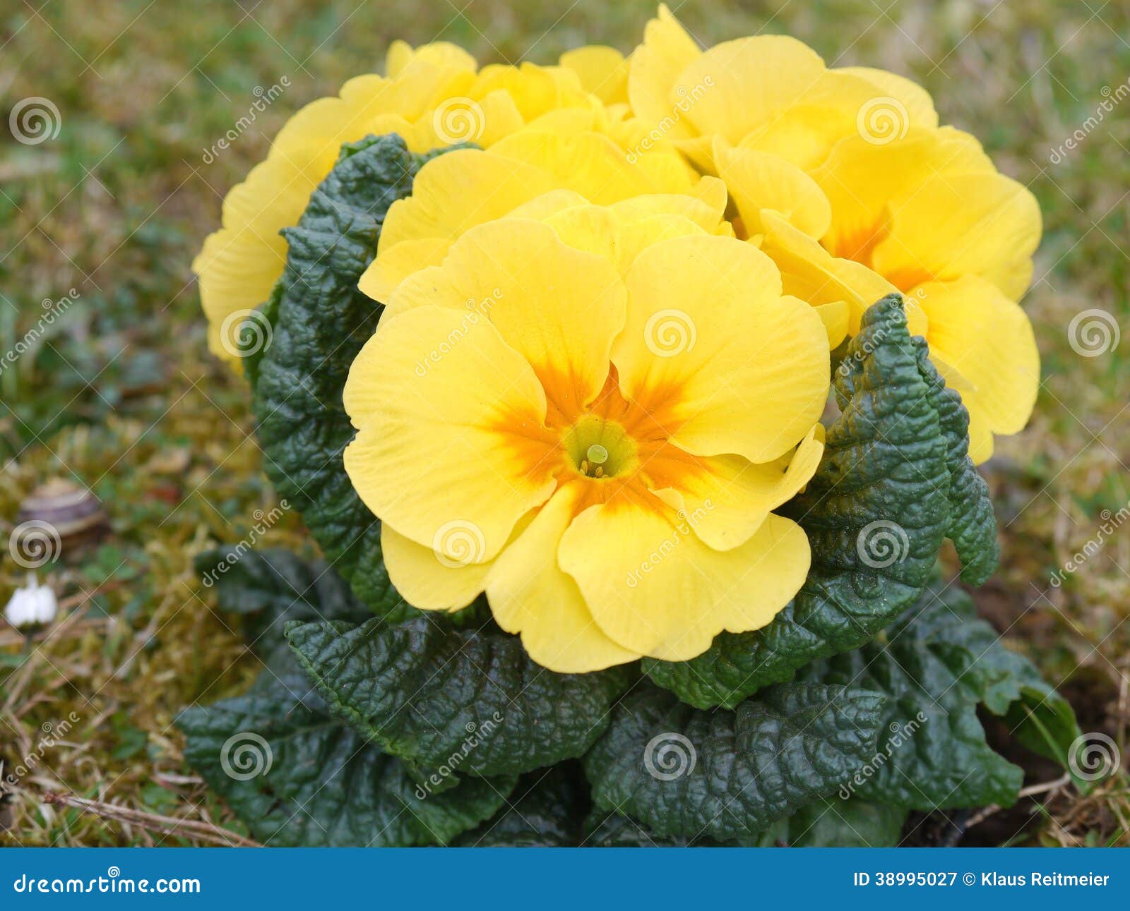 Primrose stock image. Image of bloom, primrose, english - 38995027