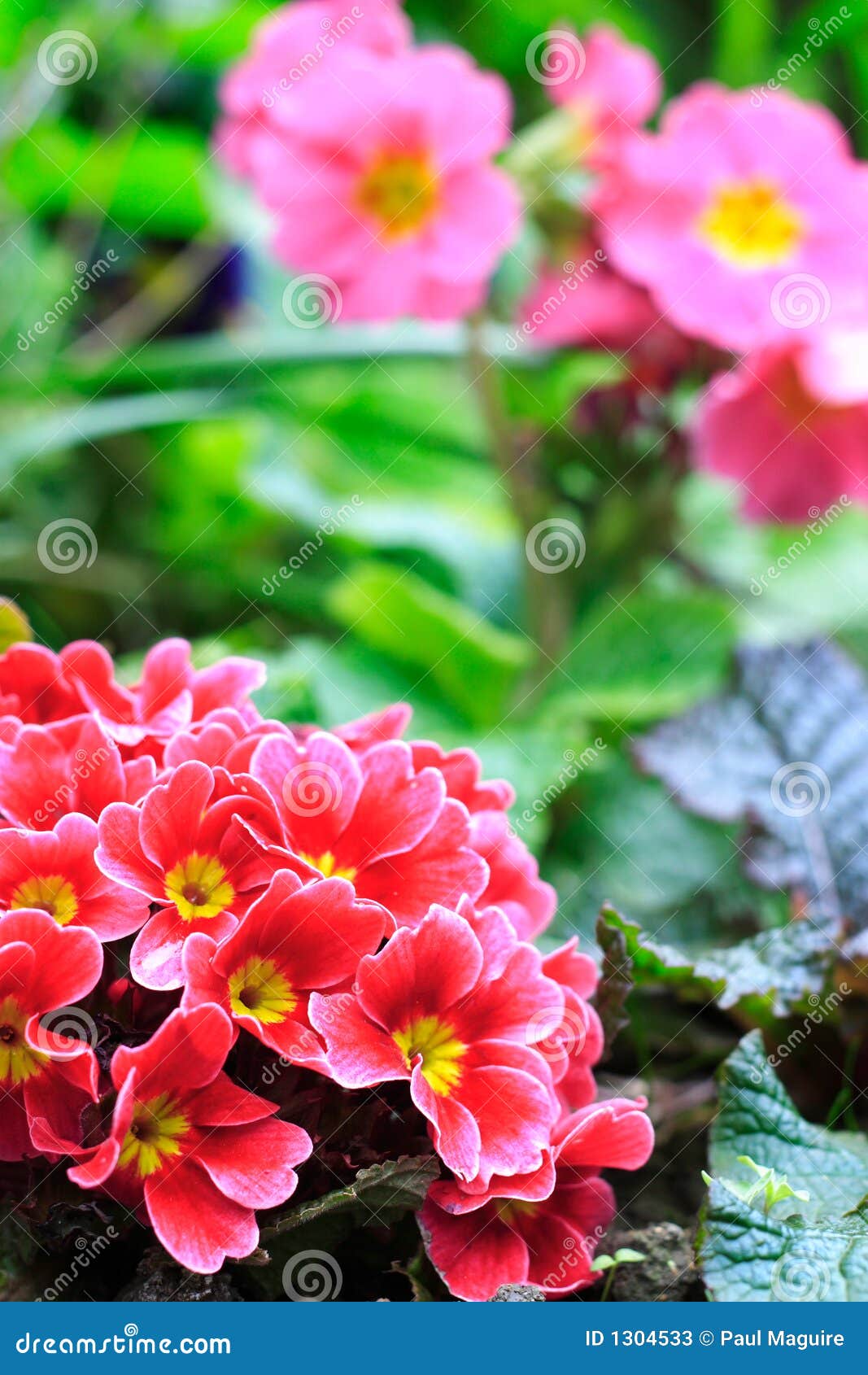 Primroses stock image. Image of closeup, blossom, foliage - 1304533