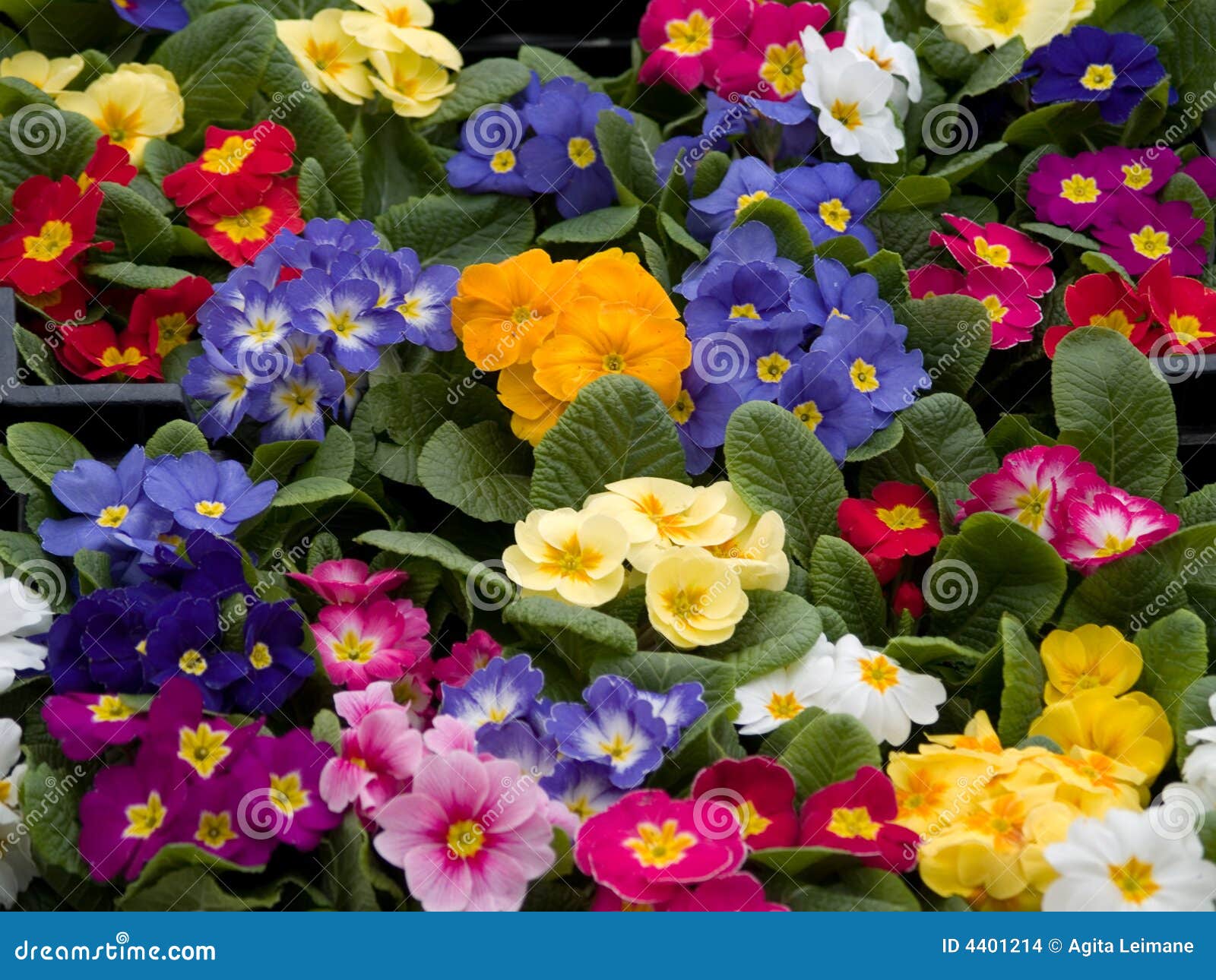 Primroses stock photo. Image of closeup, plant, garden - 4401214