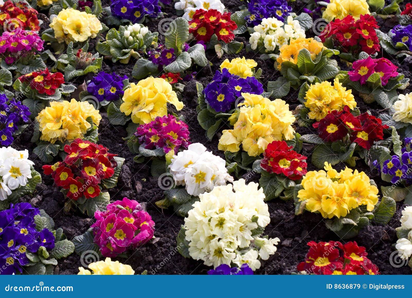 Primroses stock image. Image of cowslip, messenger, genre - 8636879