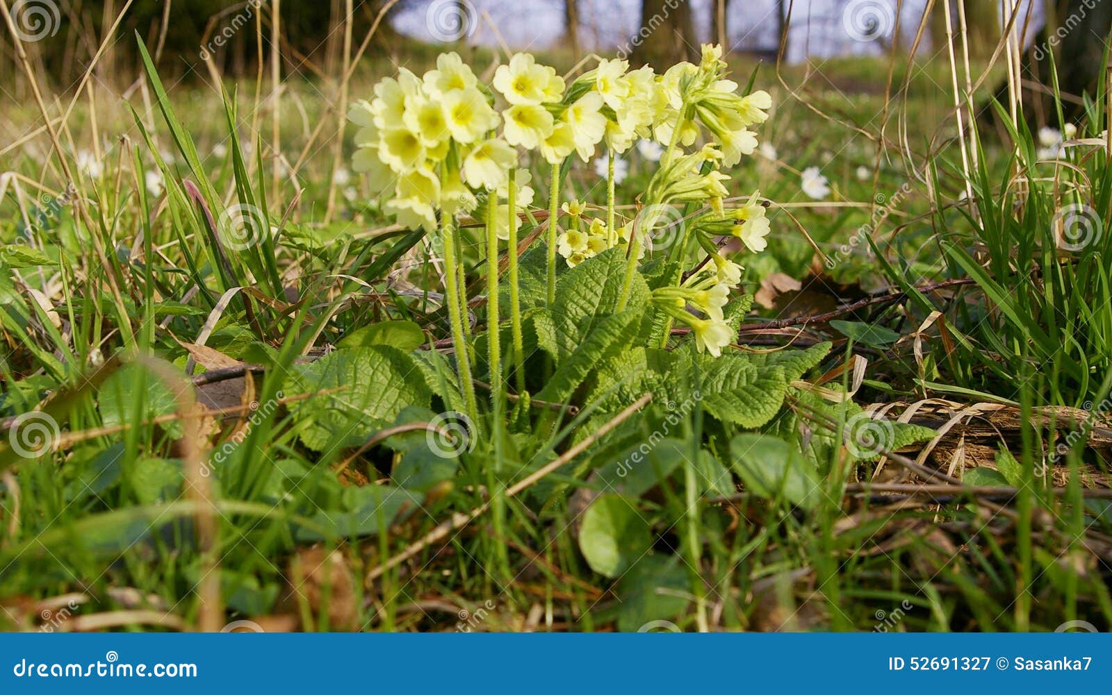 Primroses stock image. Image of bloom, floret, nature - 52691327