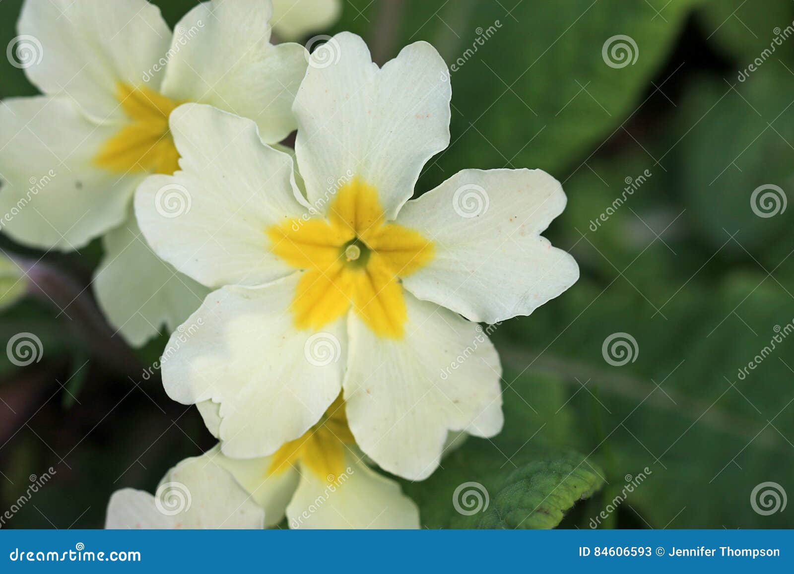 Primroses stock image. Image of bunch, flora, primula - 84606593