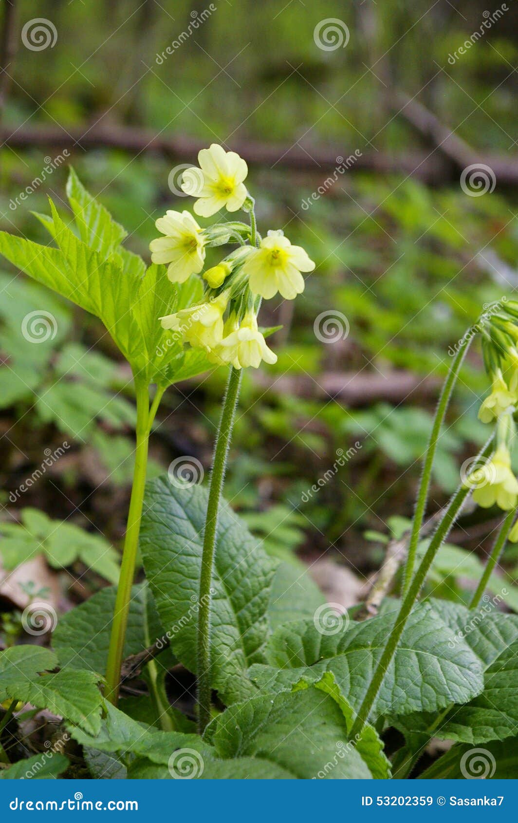 Primroses stock image. Image of defocused, leaves, primrose - 53202359