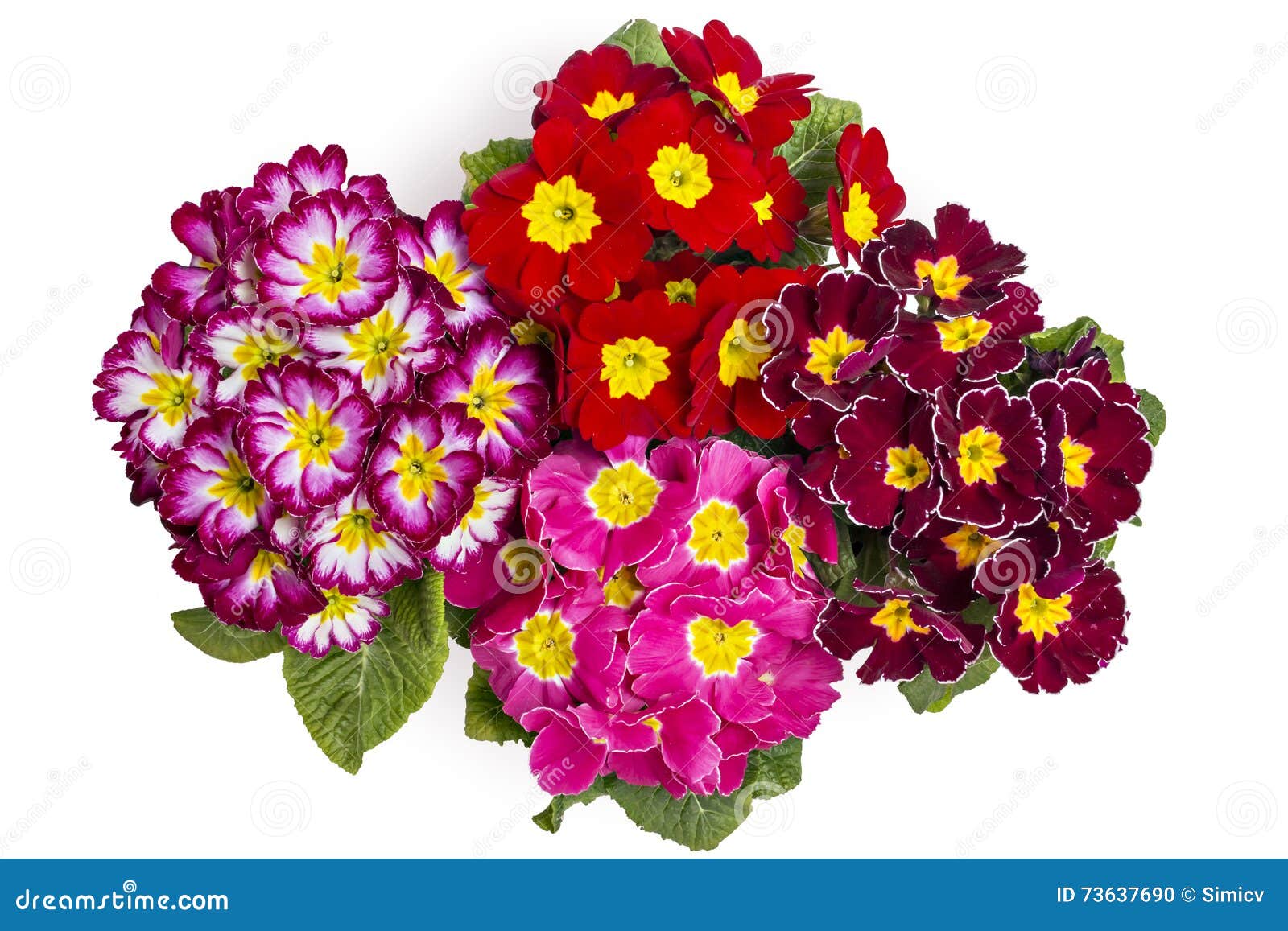 Primroses Flowers, Primula Polyanthus Stock Photo - Image of flower ...