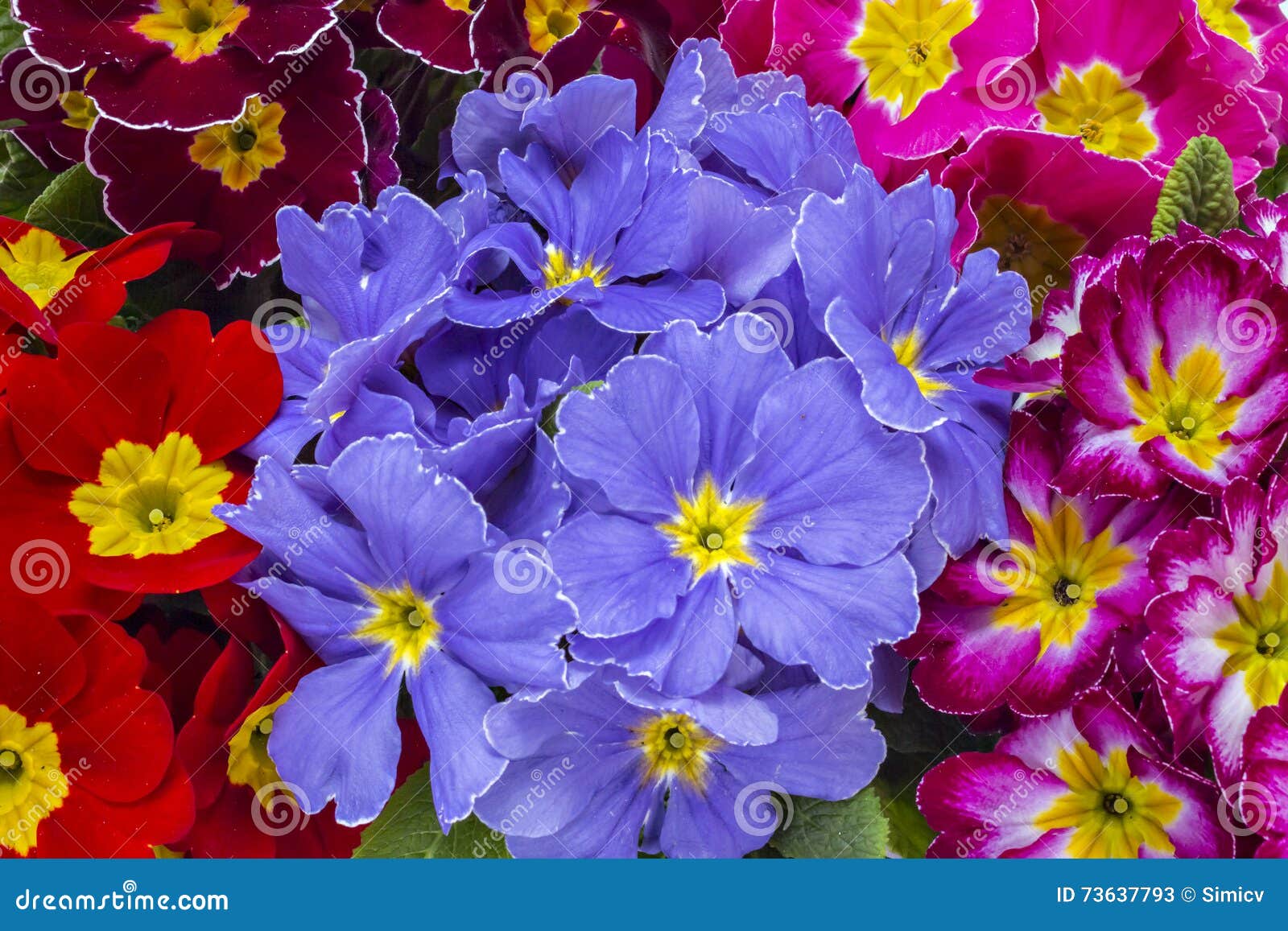 Primroses Flowers, Primula Polyanthus Stock Image - Image of nature ...