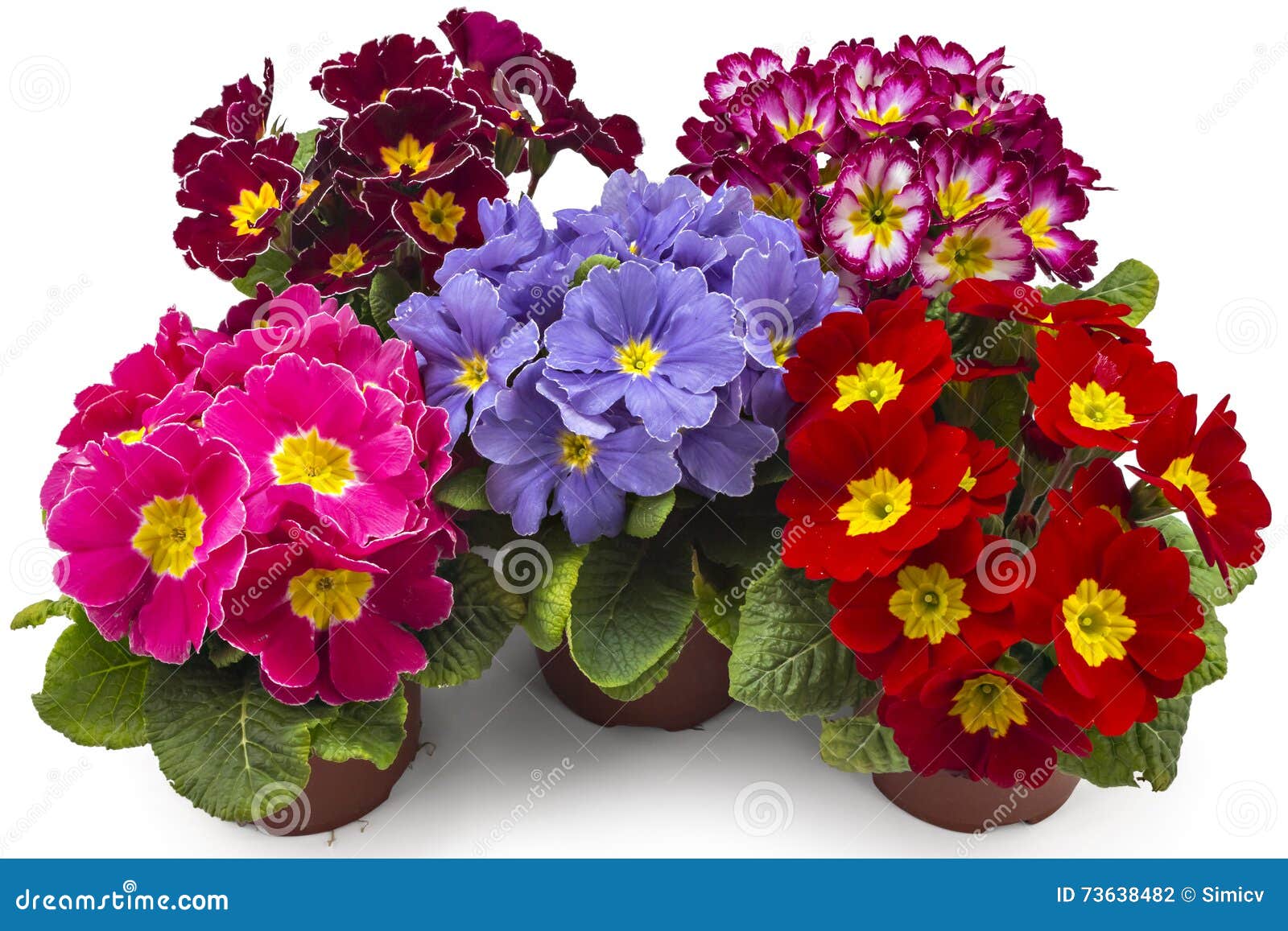 Primroses Flowers, Primula Polyanthus Stock Photo - Image of closeup ...