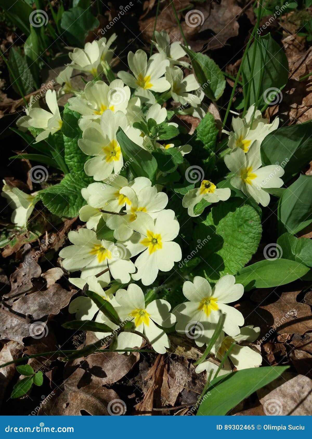 Primroses stock image. Image of leaves, forest, primroses - 89302465