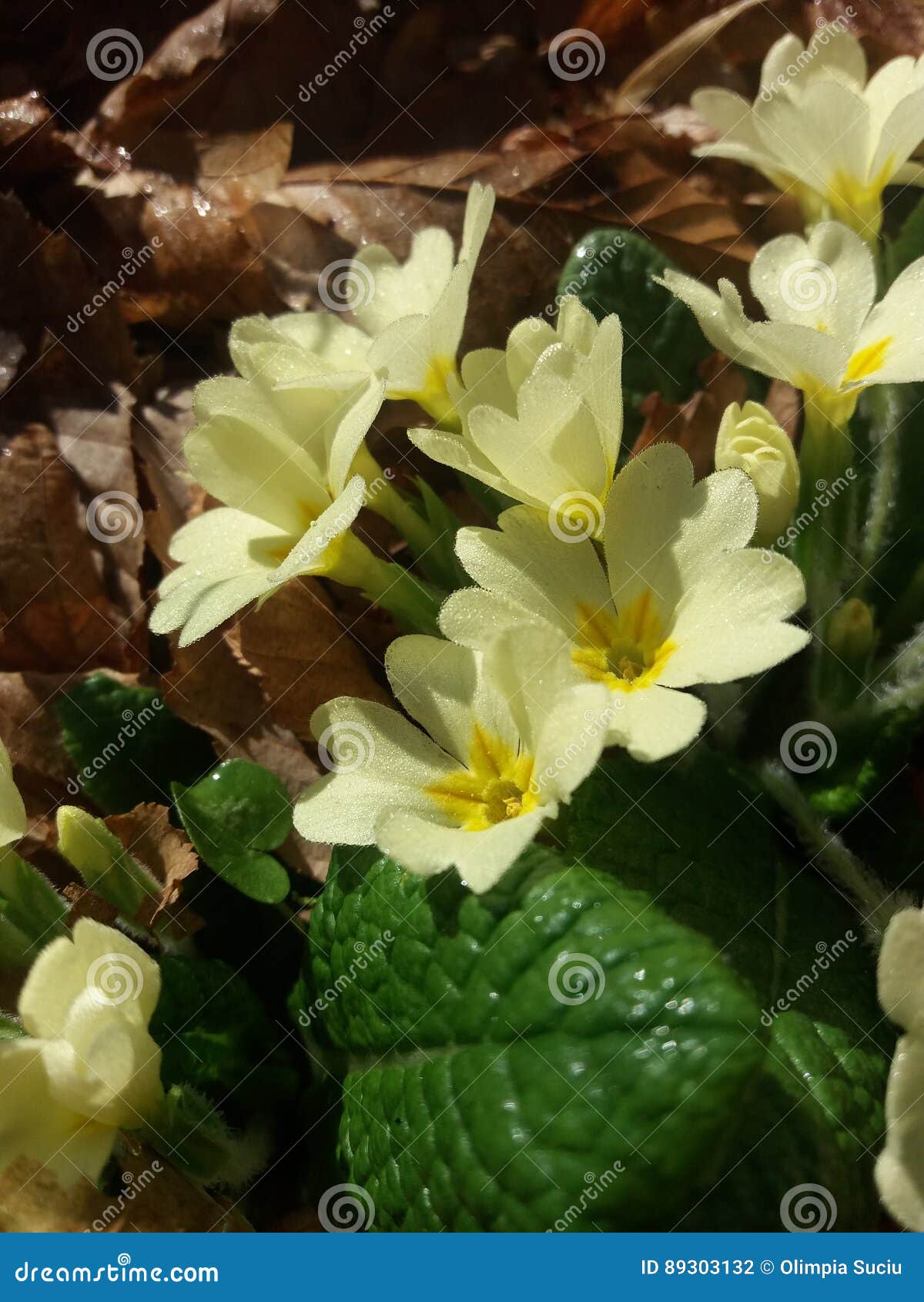 Primroses stock photo. Image of primula, plant, yellow - 89303132