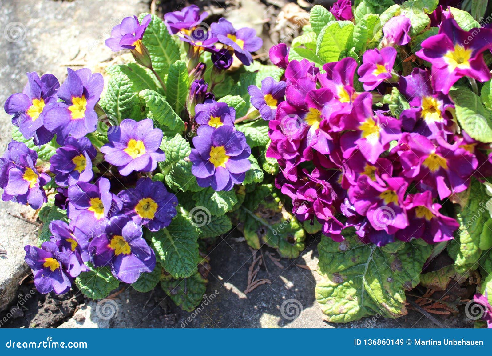 Primroses in the garden stock image. Image of blooms - 136860149
