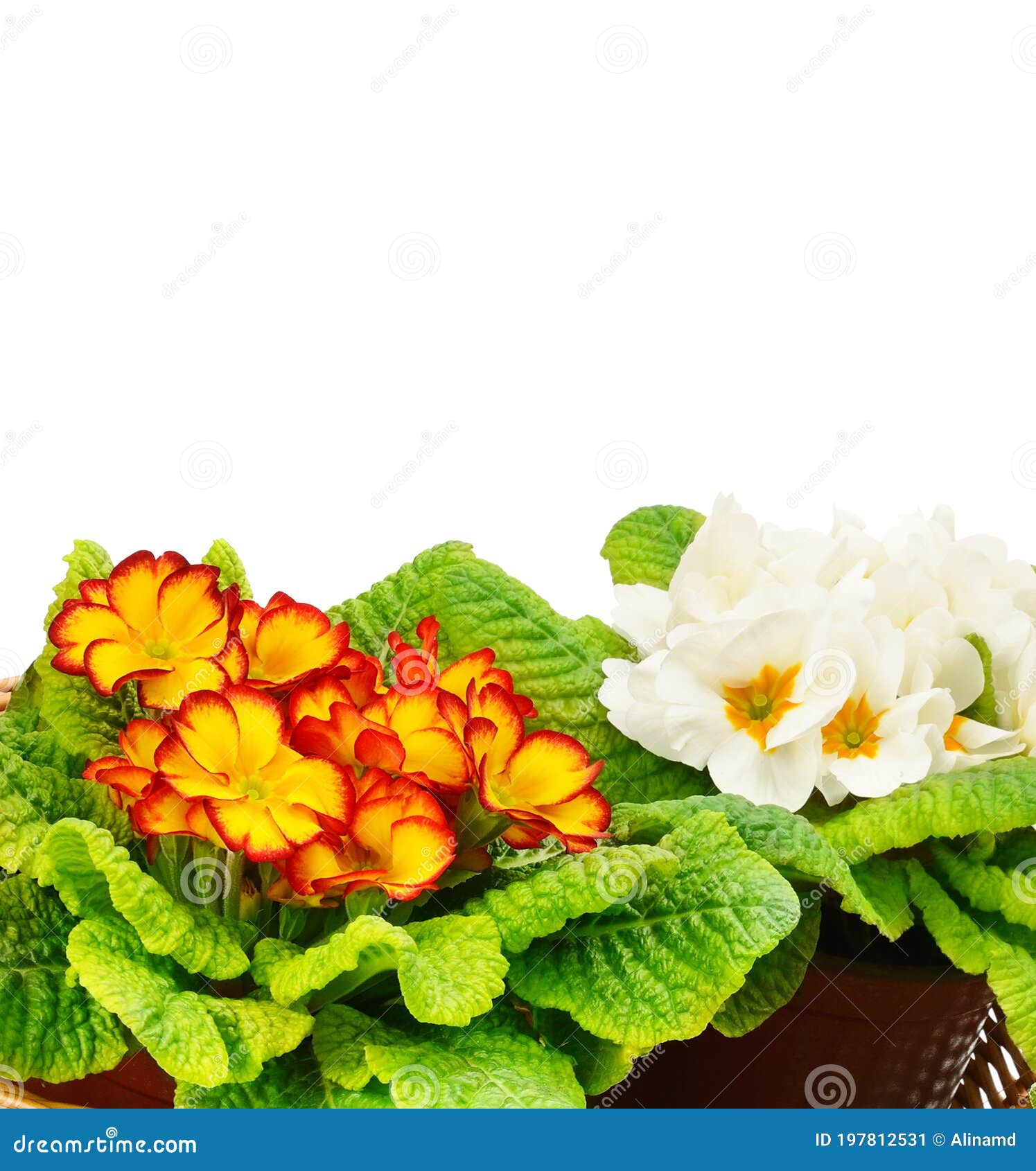 Primroses Isolated on a White Background. Free Space for Text Stock ...