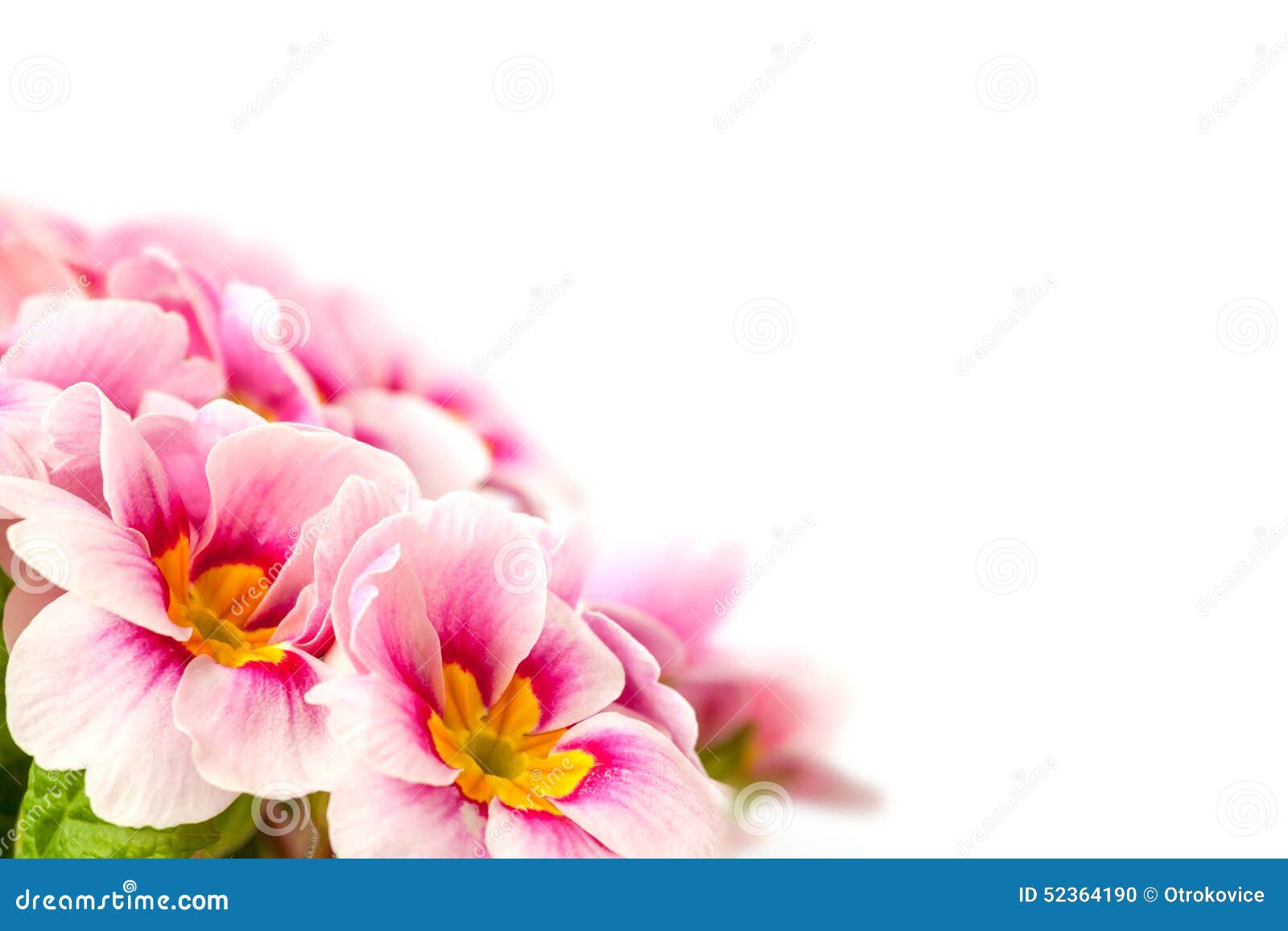Primroses stock photo. Image of head, pink, blossom, background - 52364190