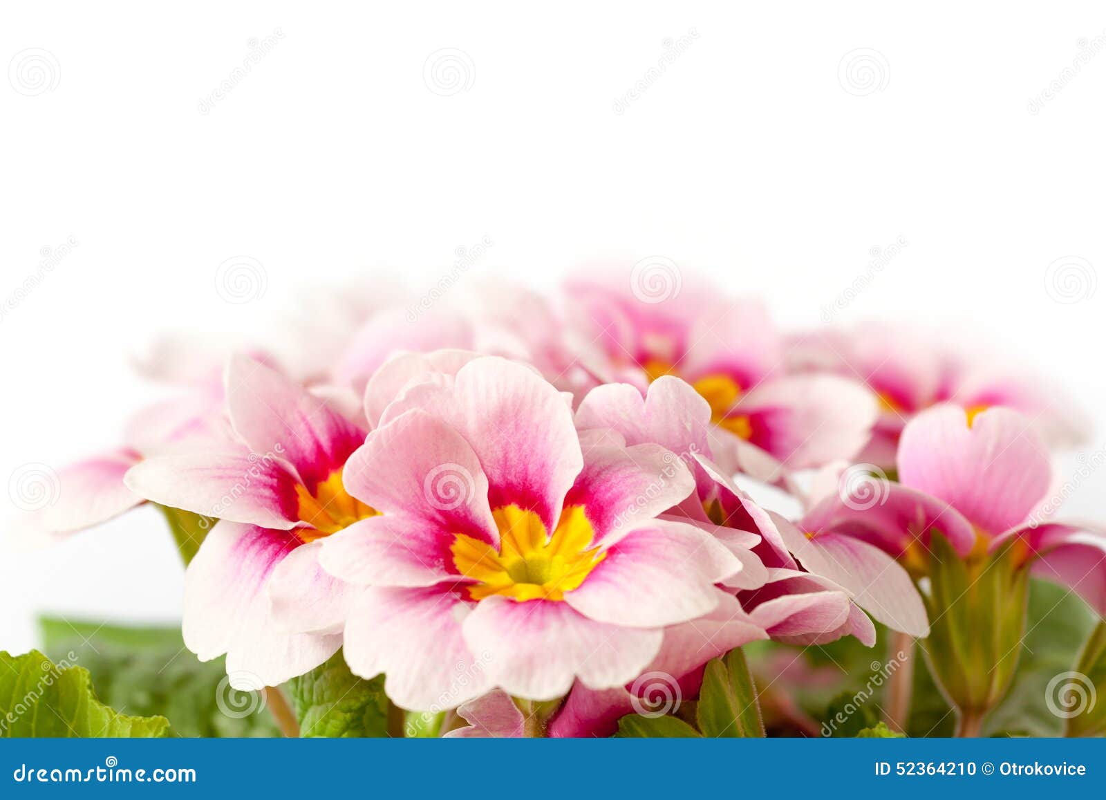 Primroses stock photo. Image of close, isolated, plant - 52364210