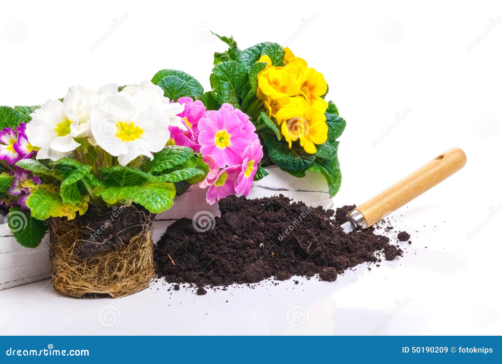 Primroses, Potting Soil, Spring Stock Image - Image of decoration ...