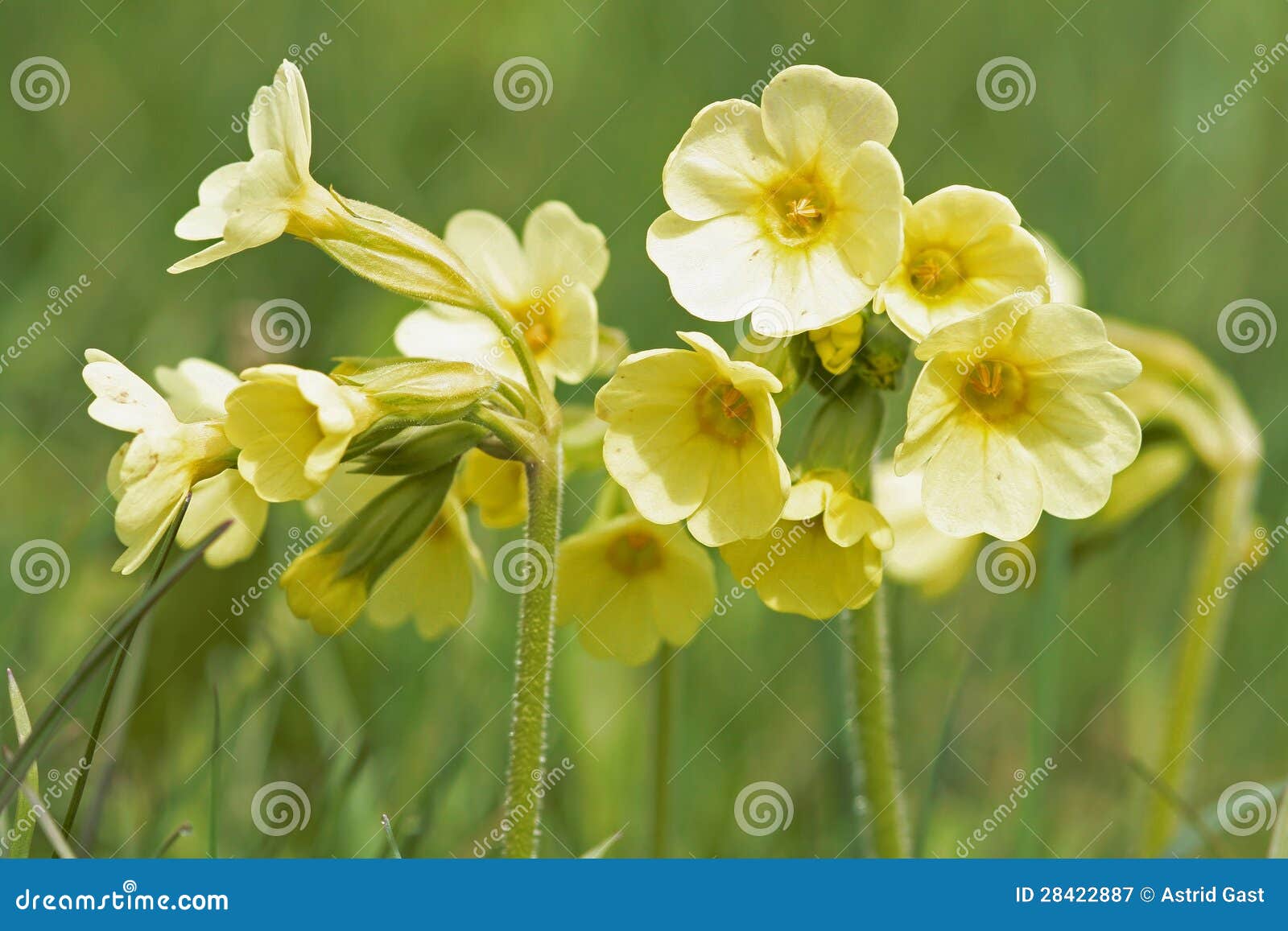 Primroses in spring stock image. Image of grow, yellow - 28422887