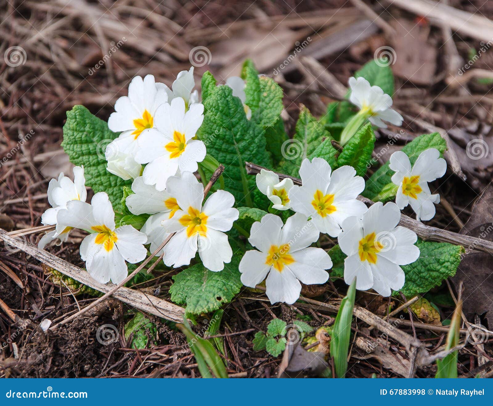 Primroses stock photo. Image of garden, bright, yellow - 67883998