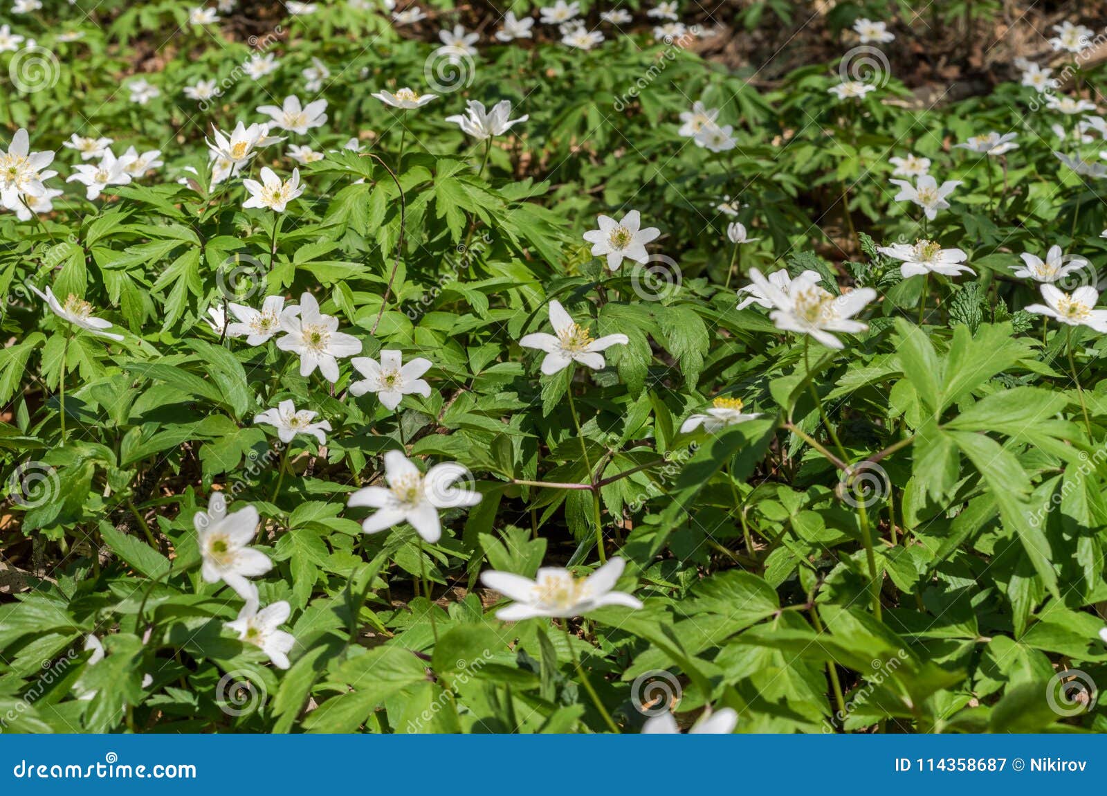 White Forest Flowers of Primroses on a Forest Glade on a Spring Sunny ...