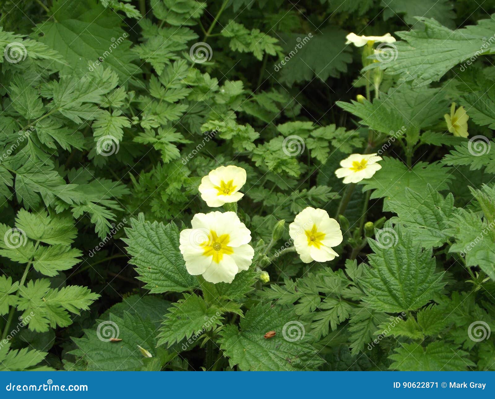 Primroses stock image. Image of yellow, wild, primroses - 90622871