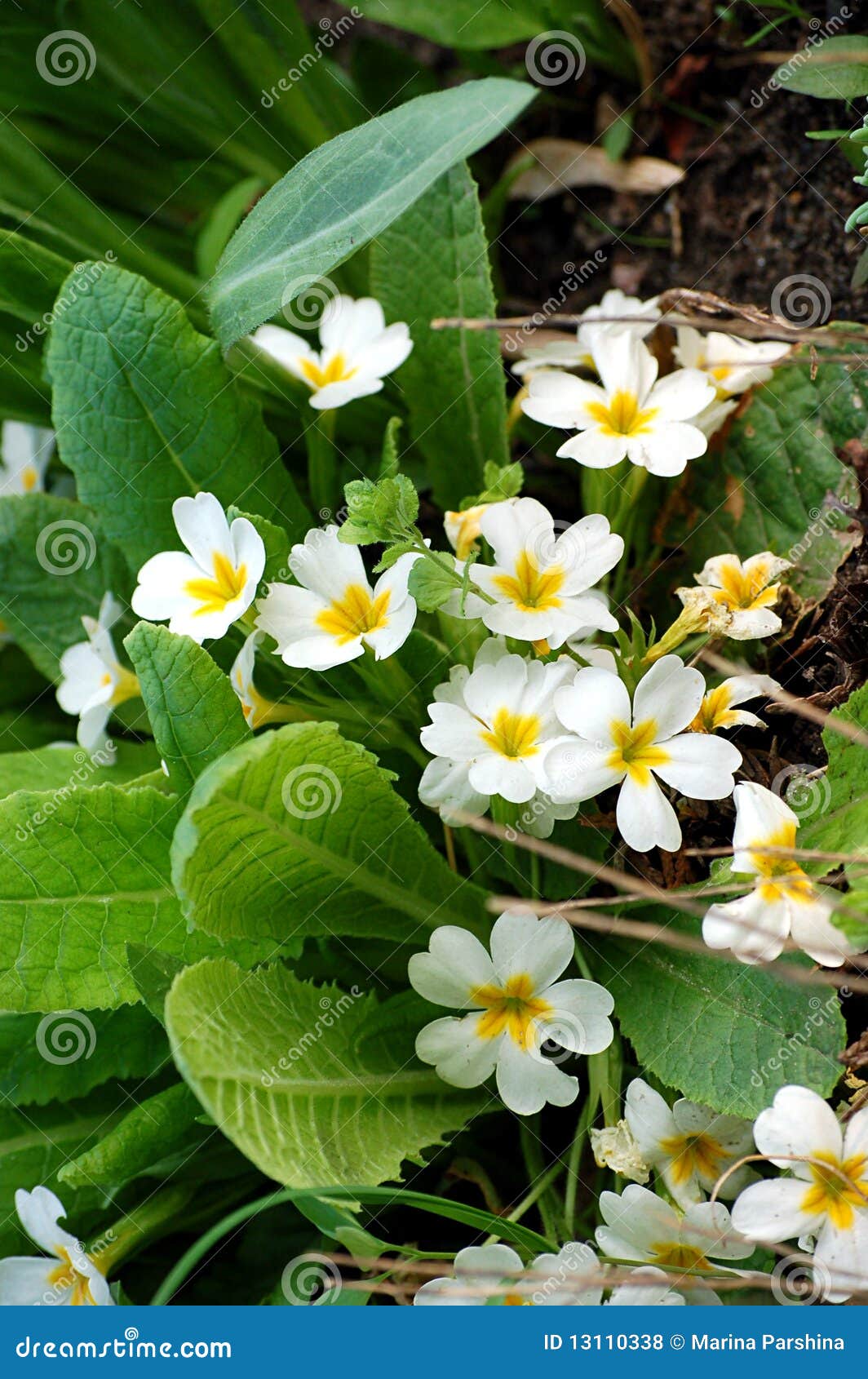 Primula stock photo. Image of white, primrose, flowers - 13110338