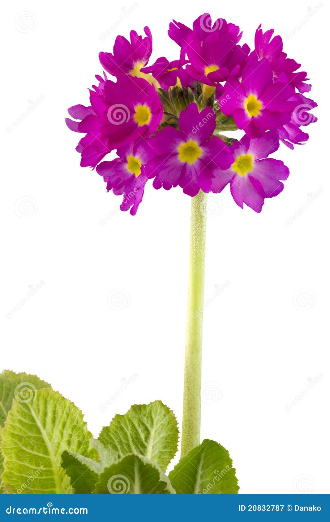 Primula stock image. Image of spring, leaf, background - 20832787