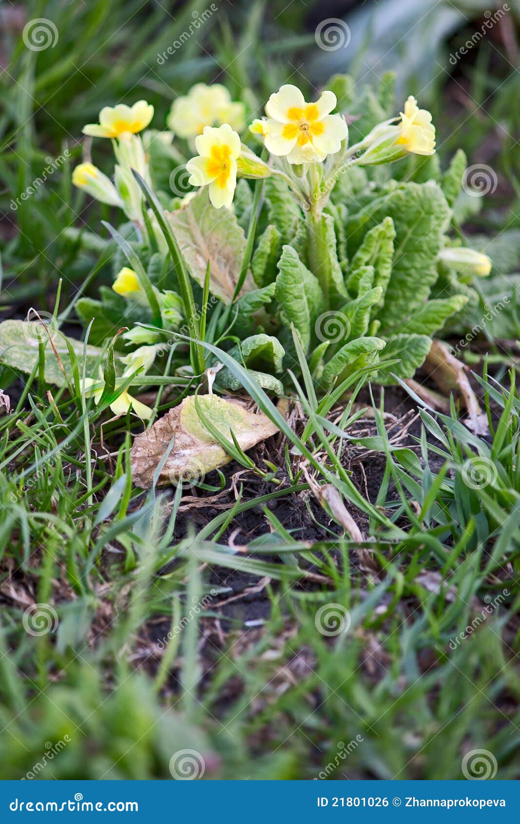 Primula stock photo. Image of snowdrop, spring, primula - 21801026
