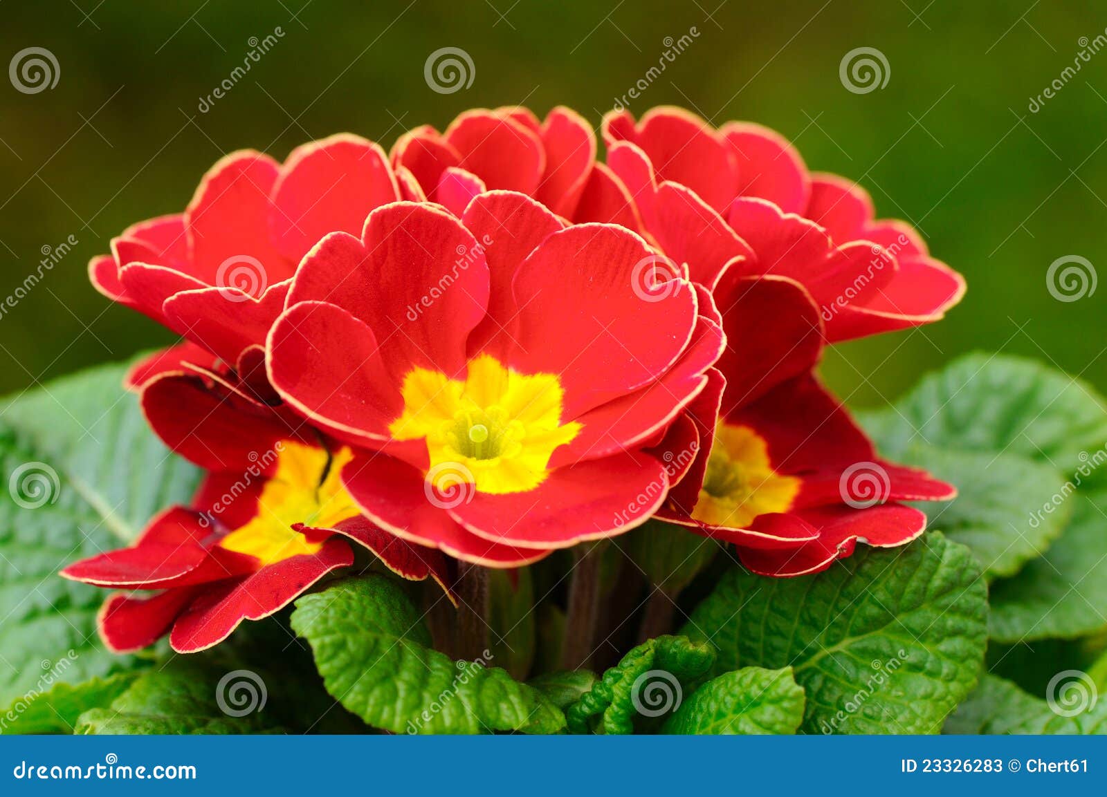 Primula stock image. Image of flower, herb, nature, petal - 23326283