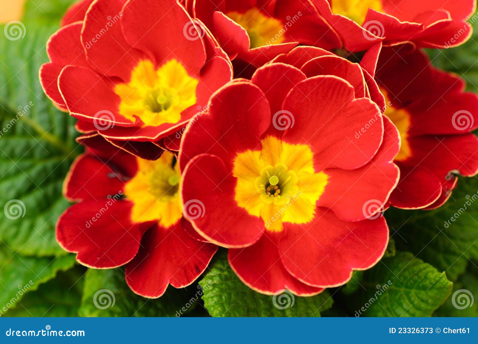 Primula stock image. Image of stalk, blossom, path, stamen - 23326373