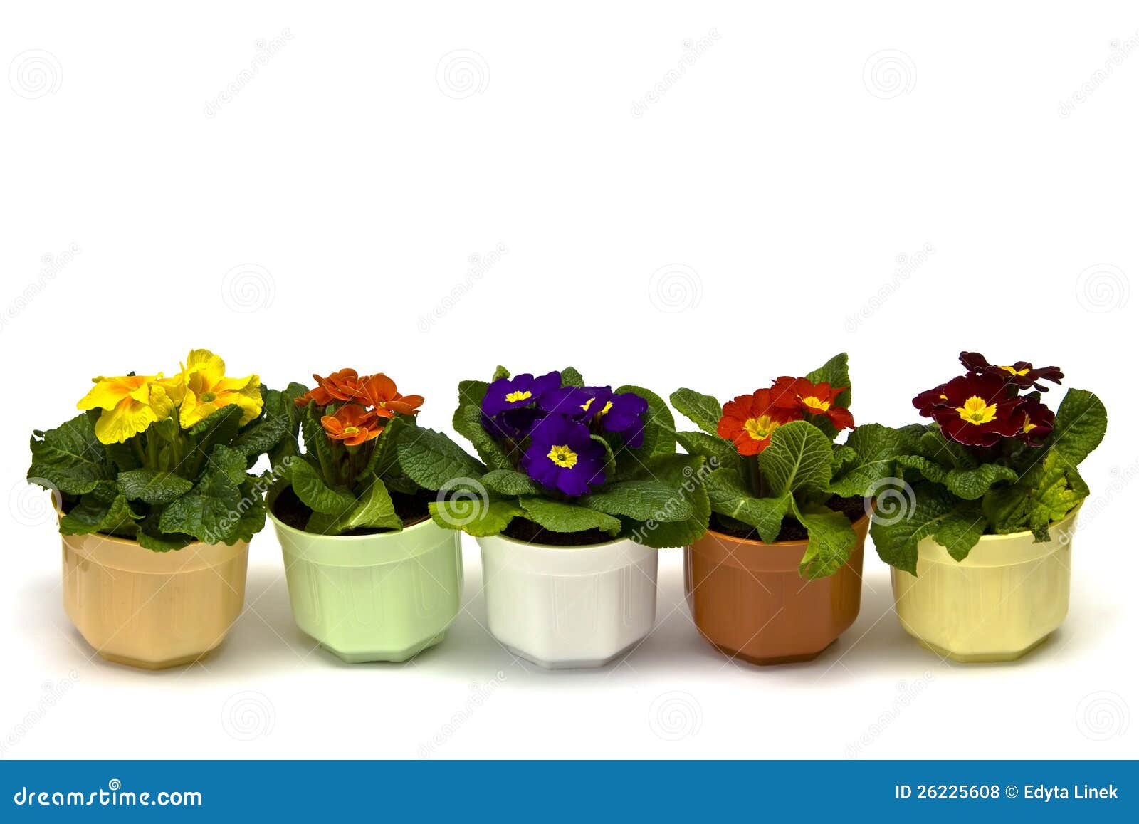 Primula stock photo. Image of plant, planting, spring - 26225608