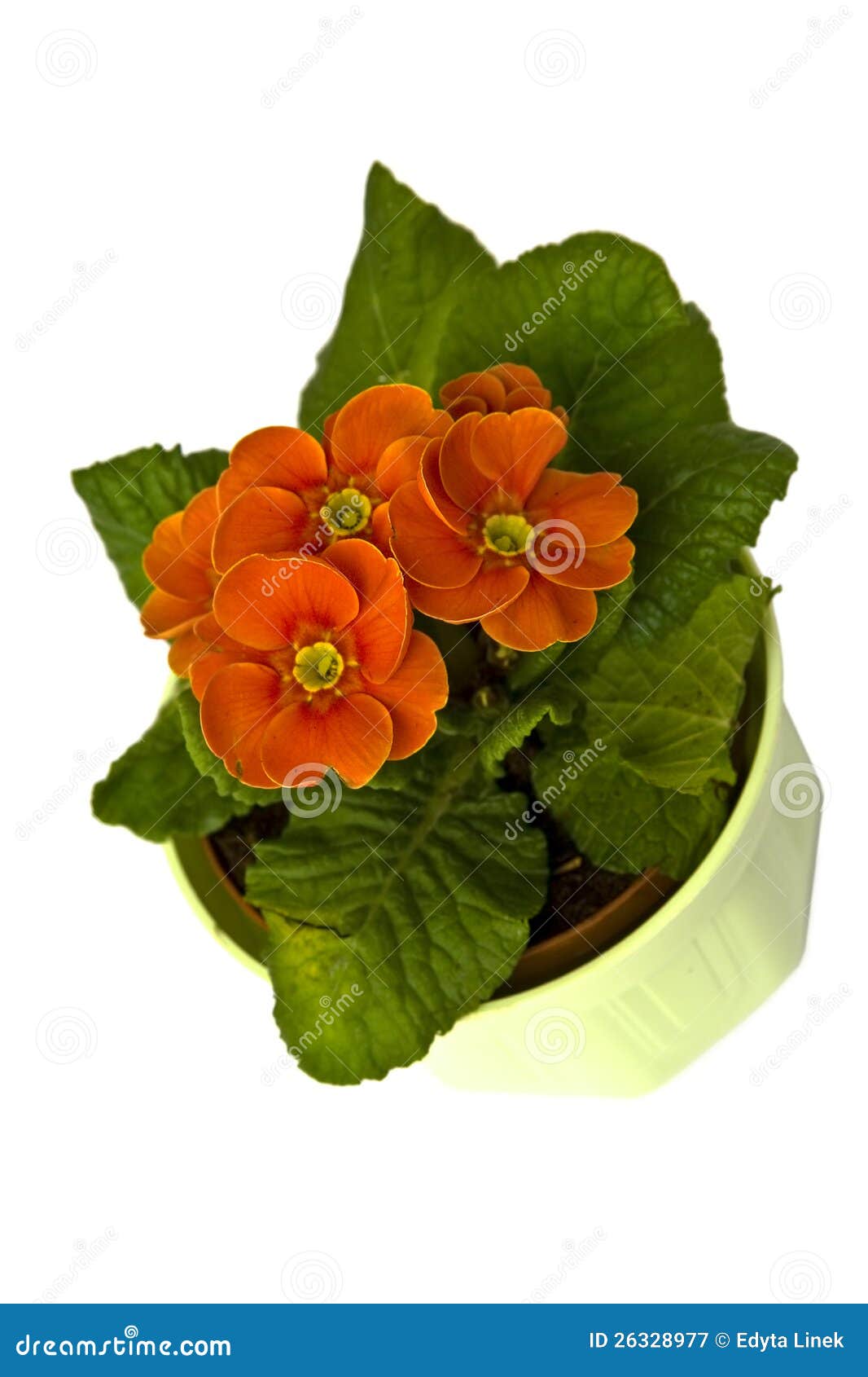 Primula stock image. Image of flower, pots, plants, nature - 26328977