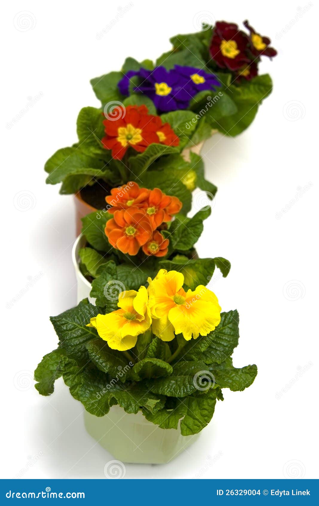 Primula stock photo. Image of flowerpots, springtime - 26329004