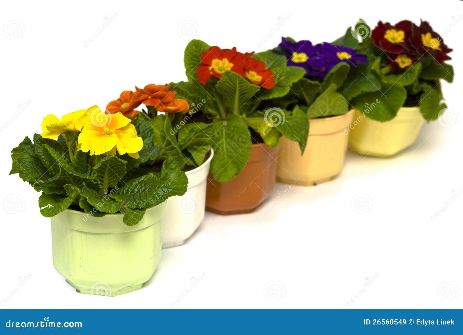 Primula stock image. Image of plant, flowerpots, flowers - 26560549