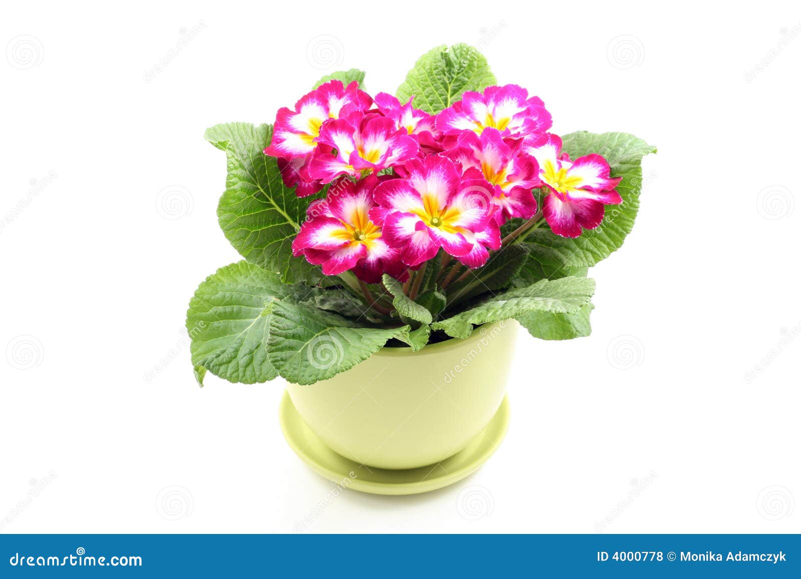 Primula stock photo. Image of isolated, florist, pink - 4000778