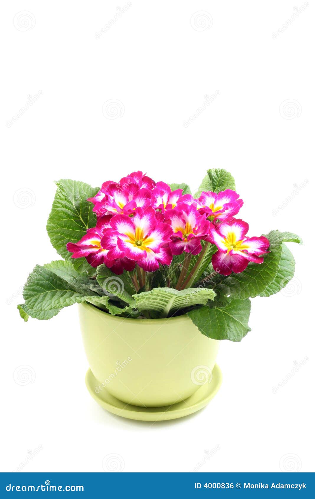 Primula stock photo. Image of leaves, flower, beautiful - 4000836
