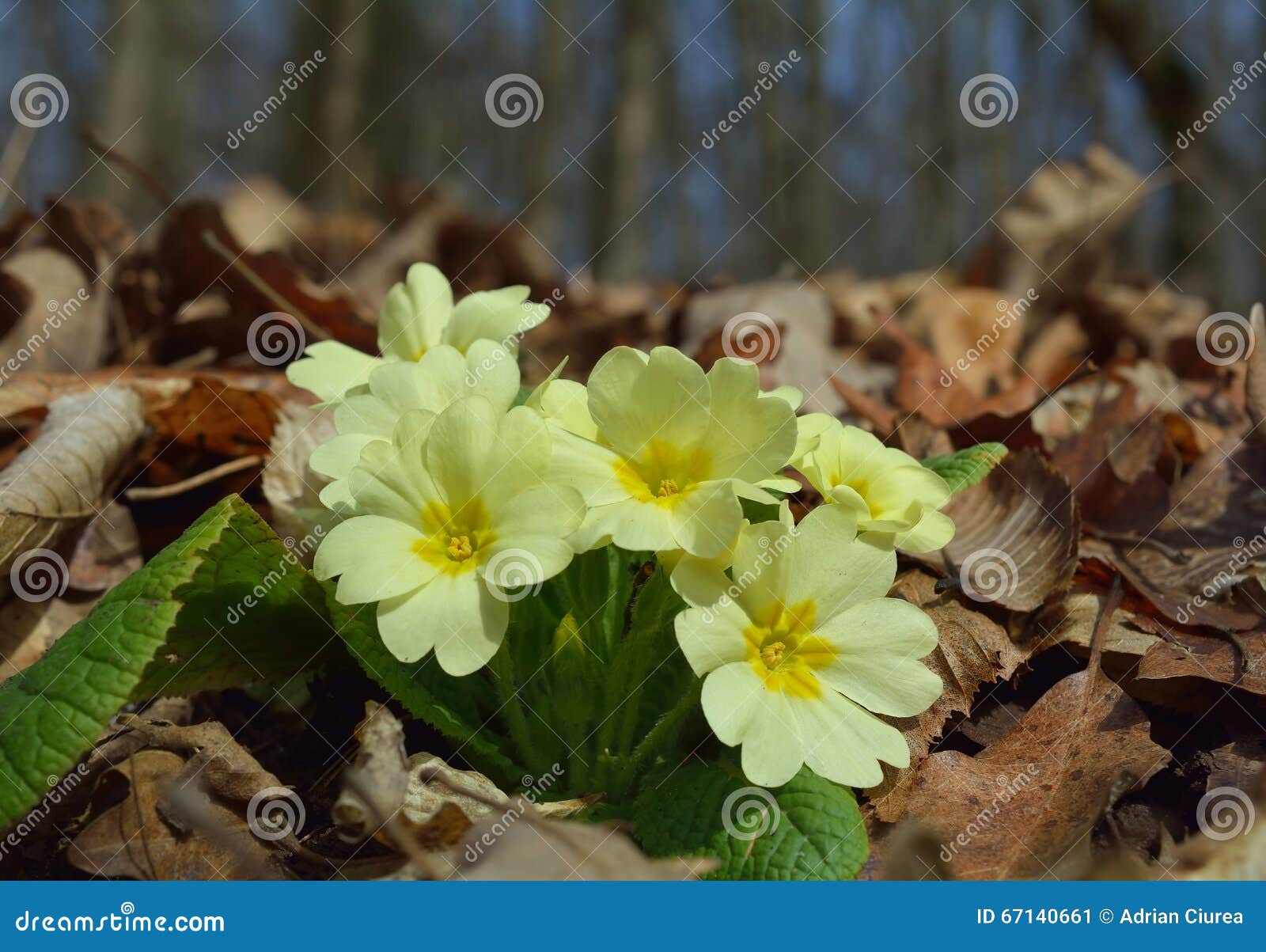 Primula acaulis flowers stock image. Image of plant, rural - 67140661