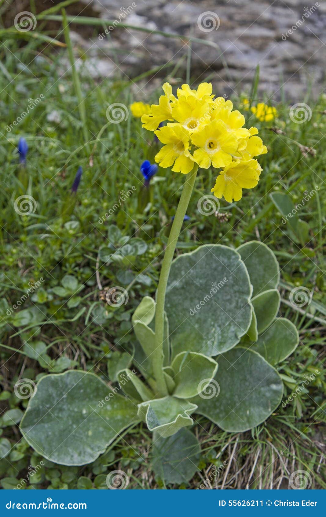 Primula auricula stock image. Image of berg, yellow, primulaceae - 55626211
