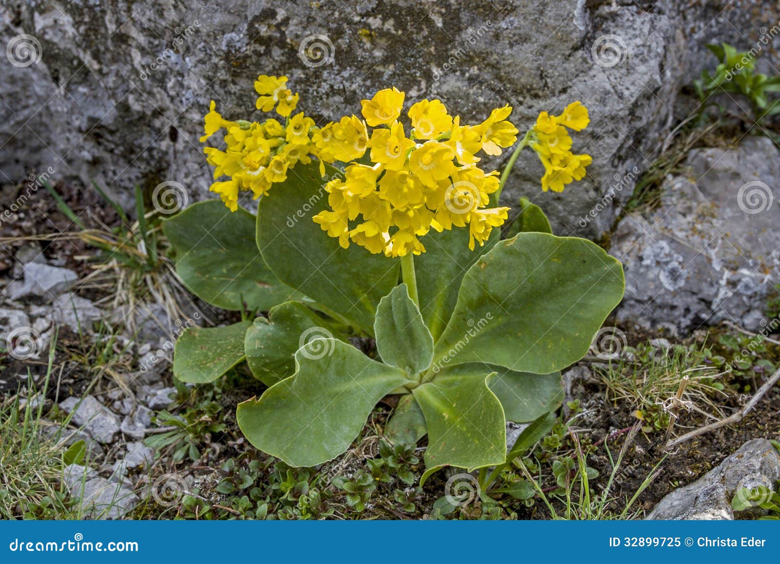 Primula Auricula,also Known As Mountain Cowslip Stock Image ...