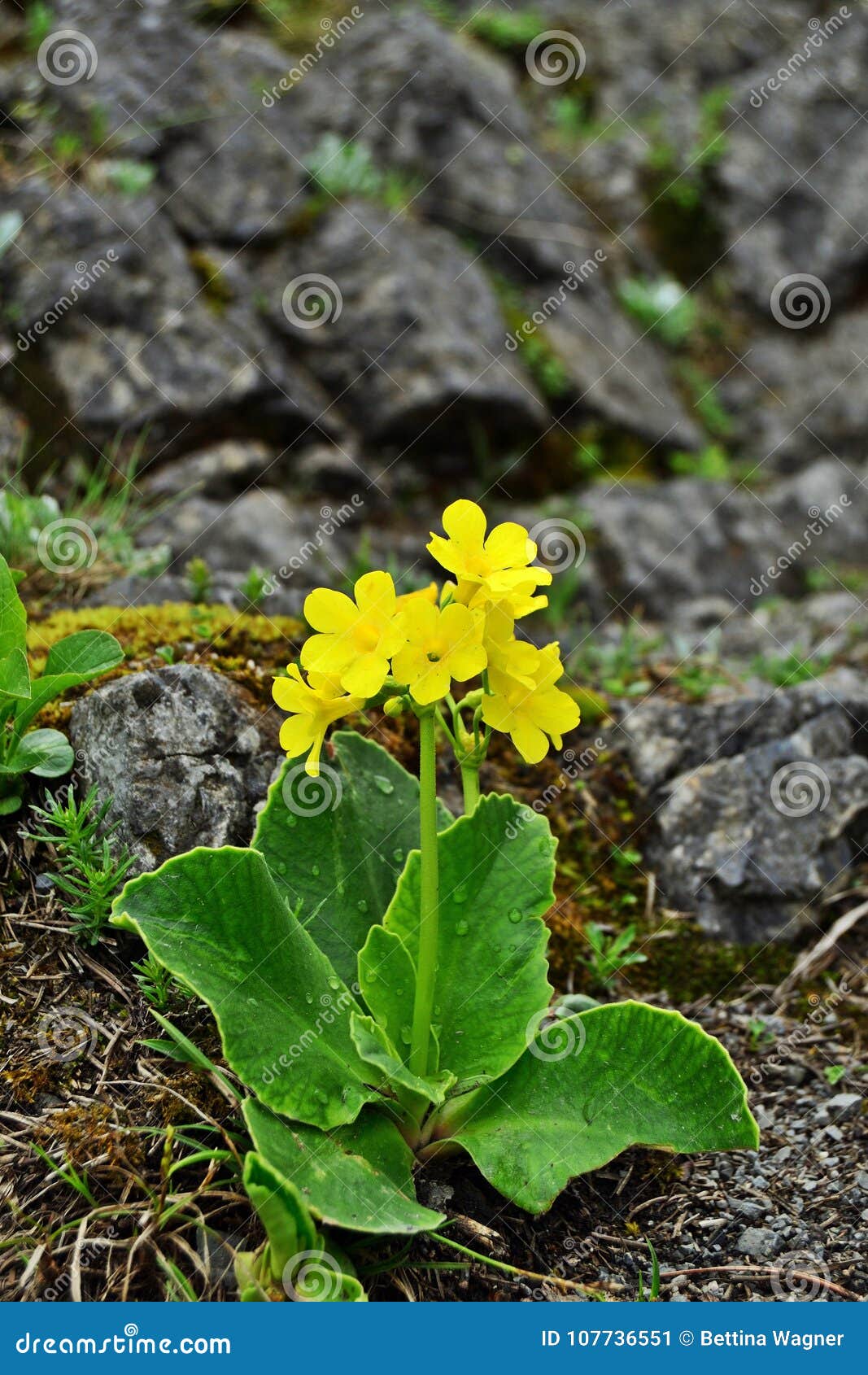 Primula Auricula - Auricula, Mountain Cowslip or Bear`s Ear Stock Image ...
