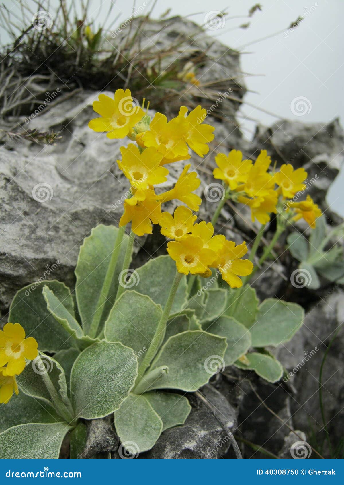 Primula auricula stock photo. Image of garden, europe - 40308750