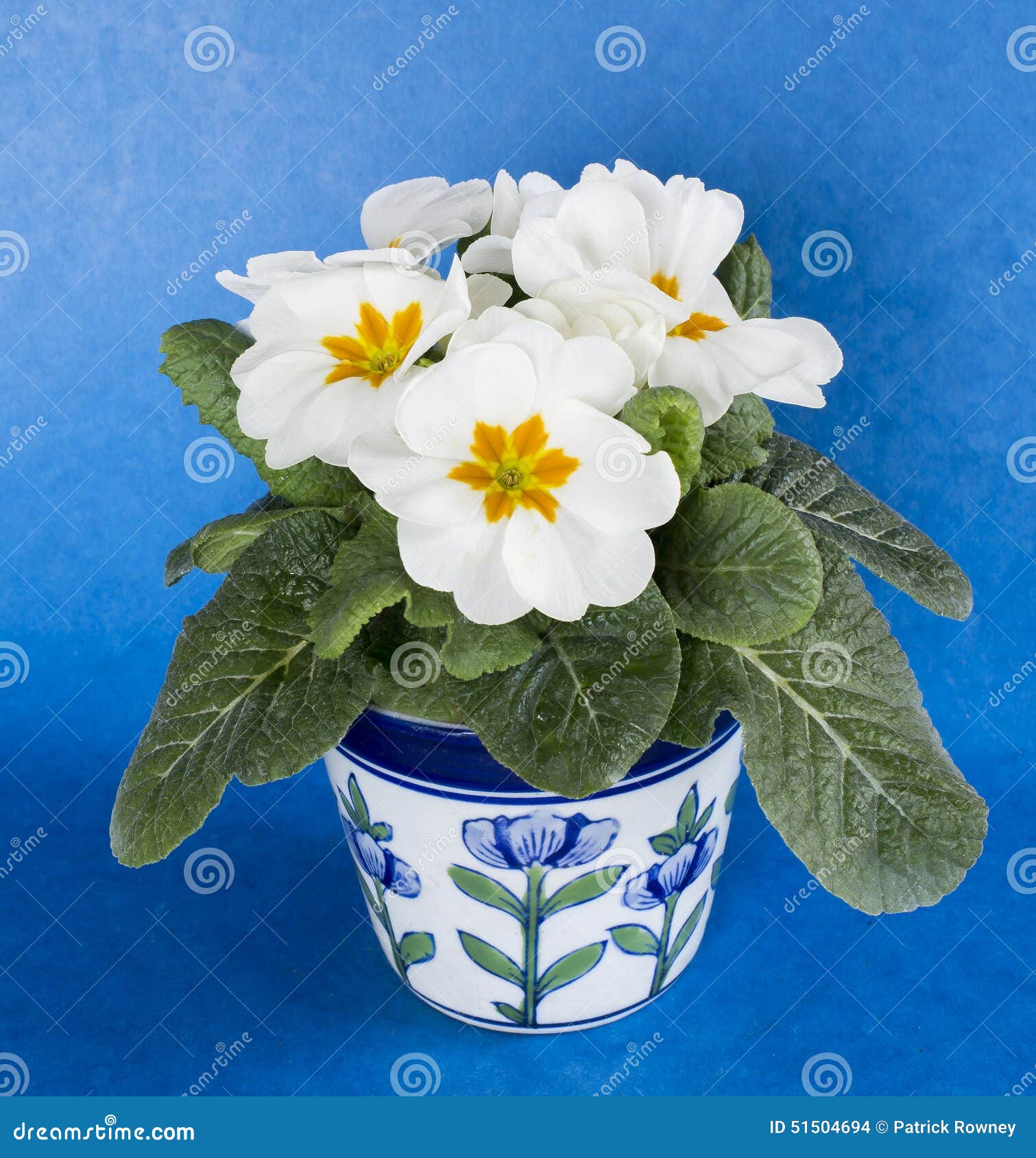 Primula Bianca E Gialla in Vaso Fotografia Stock - Immagine di fogli ...