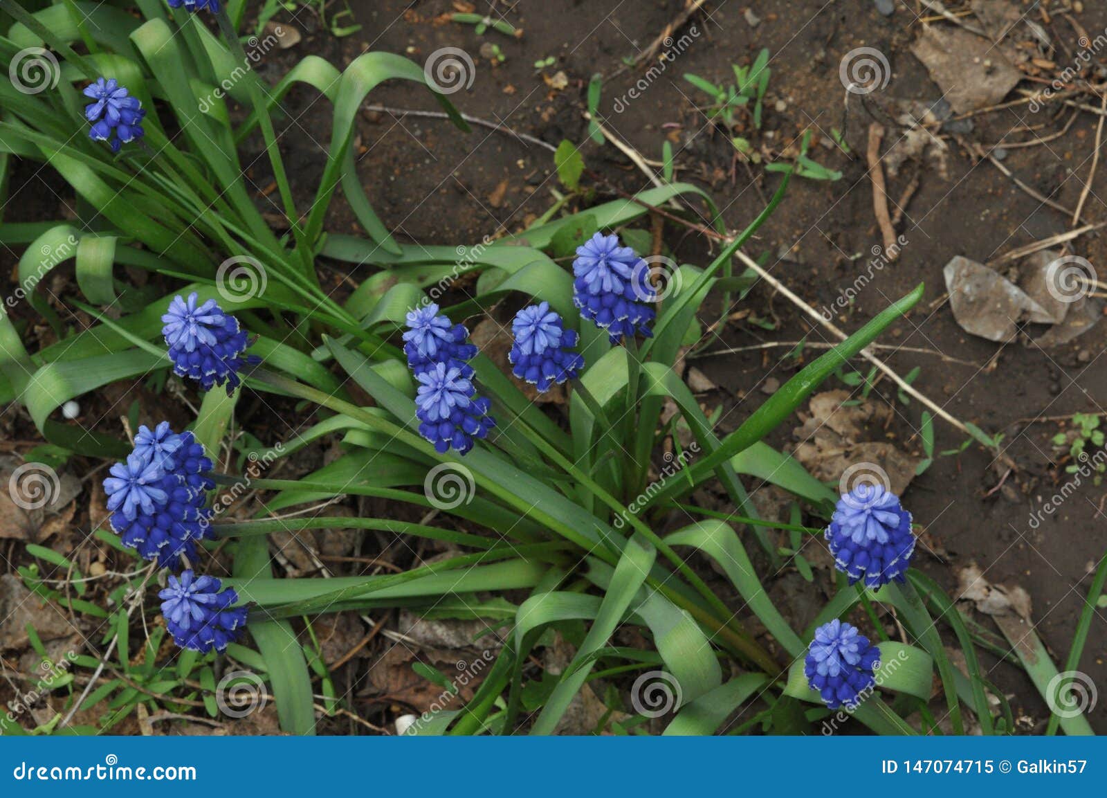 Primula blue Muscari stock image. Image of growing, beautiful - 147074715