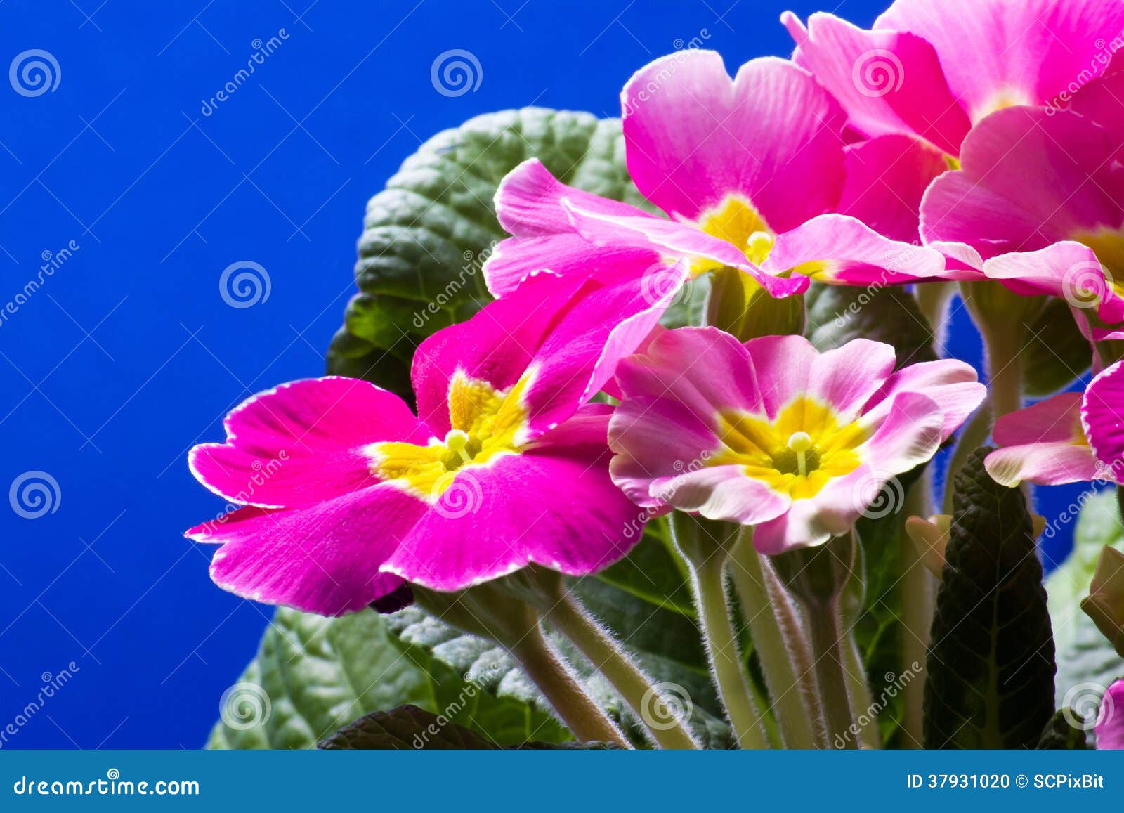 Primula stock photo. Image of beautiful, color, primulas - 37931020