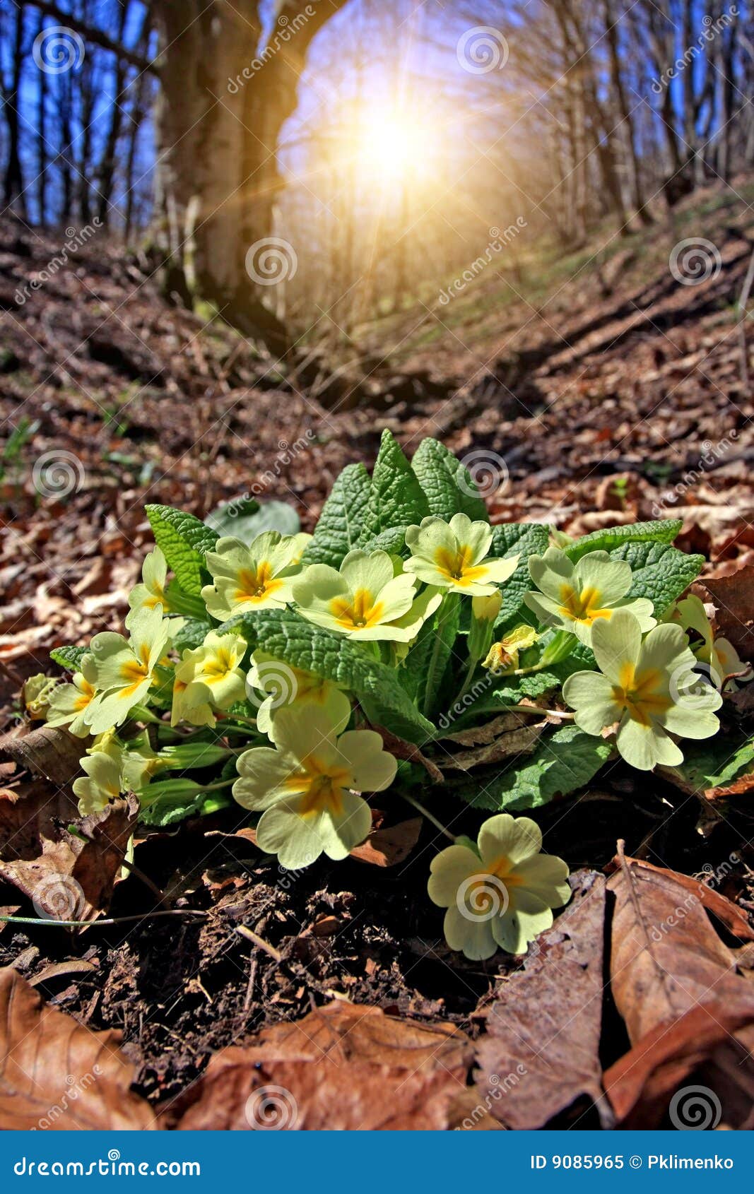 Primula bush in forest stock image. Image of outdoor, tree - 9085965