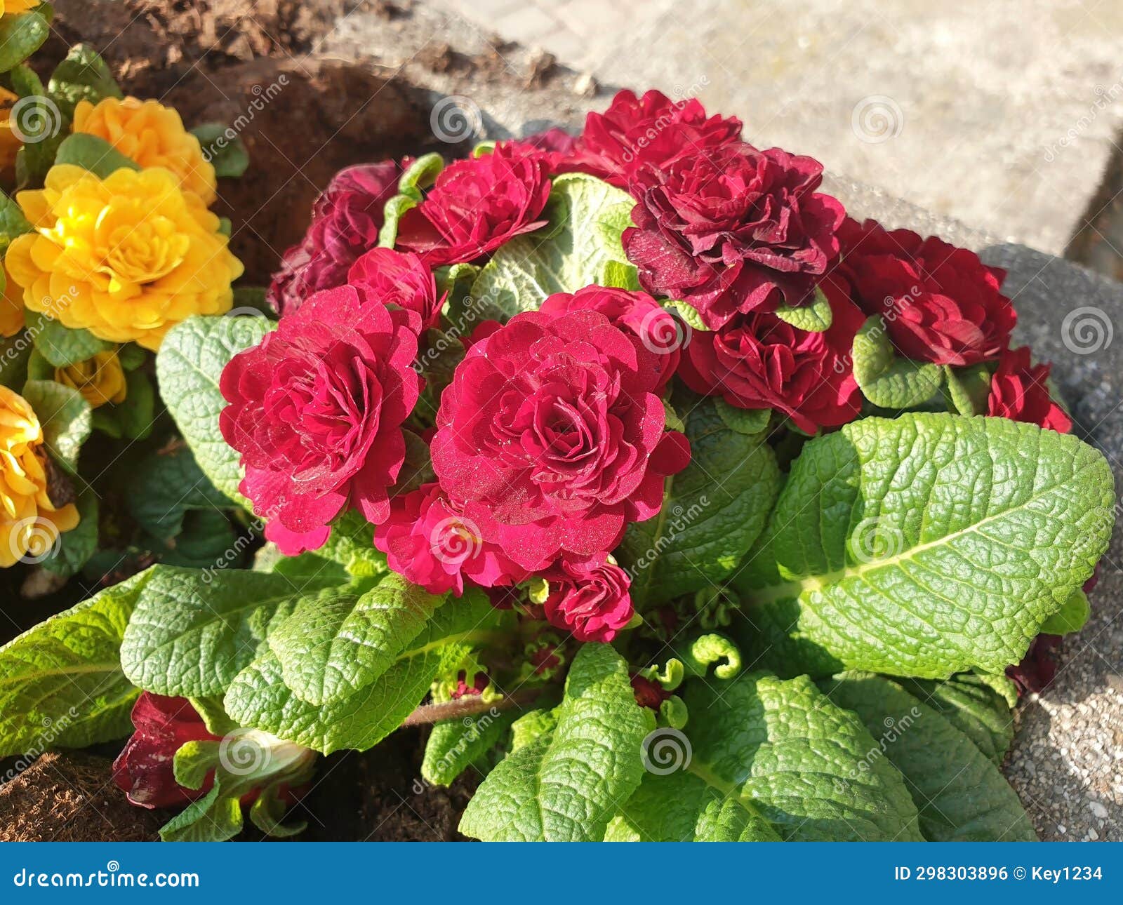 A Primula Bush with Scarlet Fluffy Flowers Stock Photo - Image of ...