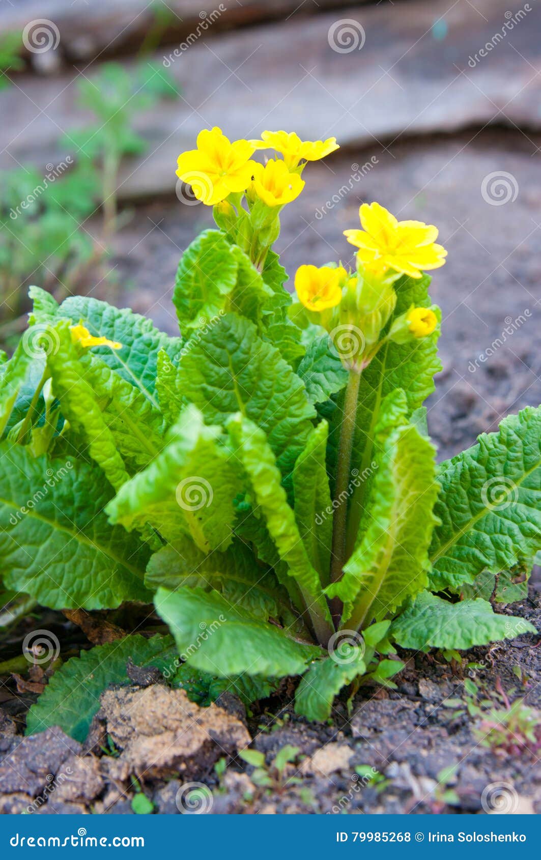 Primula stock photo. Image of background, bouquet, blooming - 79985268