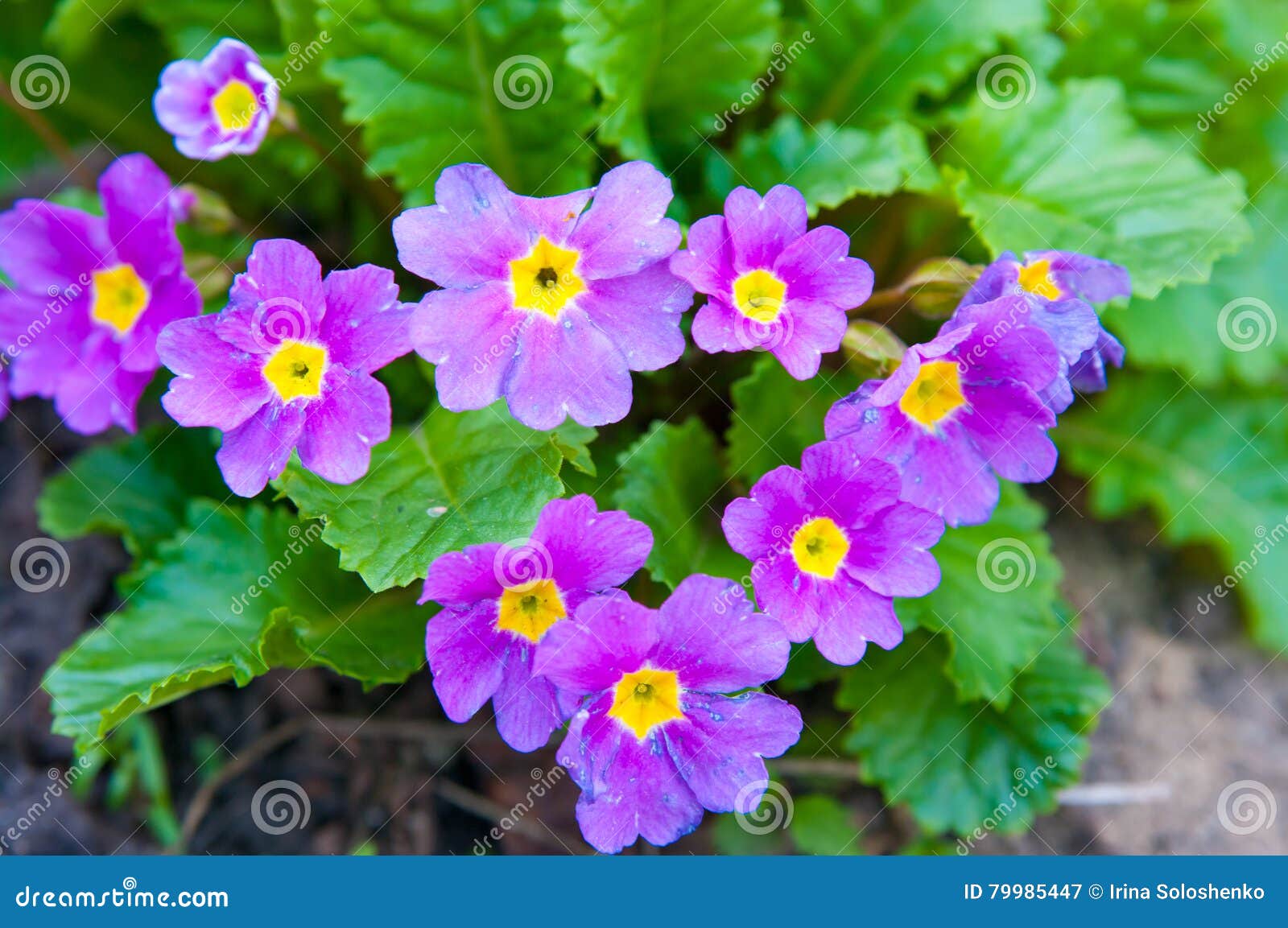 Primula stock image. Image of easter, decorative, blooming - 79985447